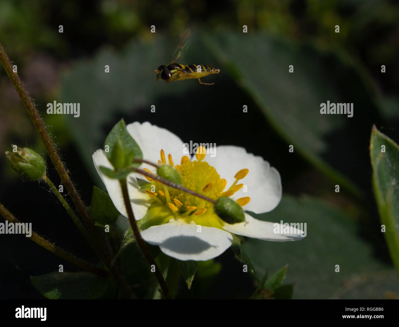 Small bee flying over a flower Stock Photo - Alamy