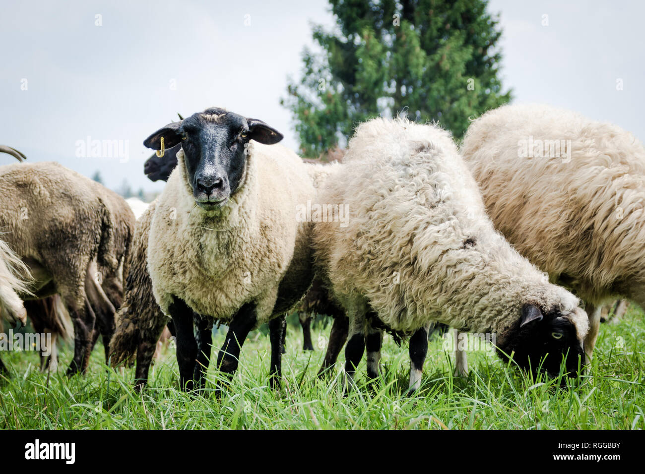 portrait of domestic goat in herd, Carpathian mountains in Ukraine ...