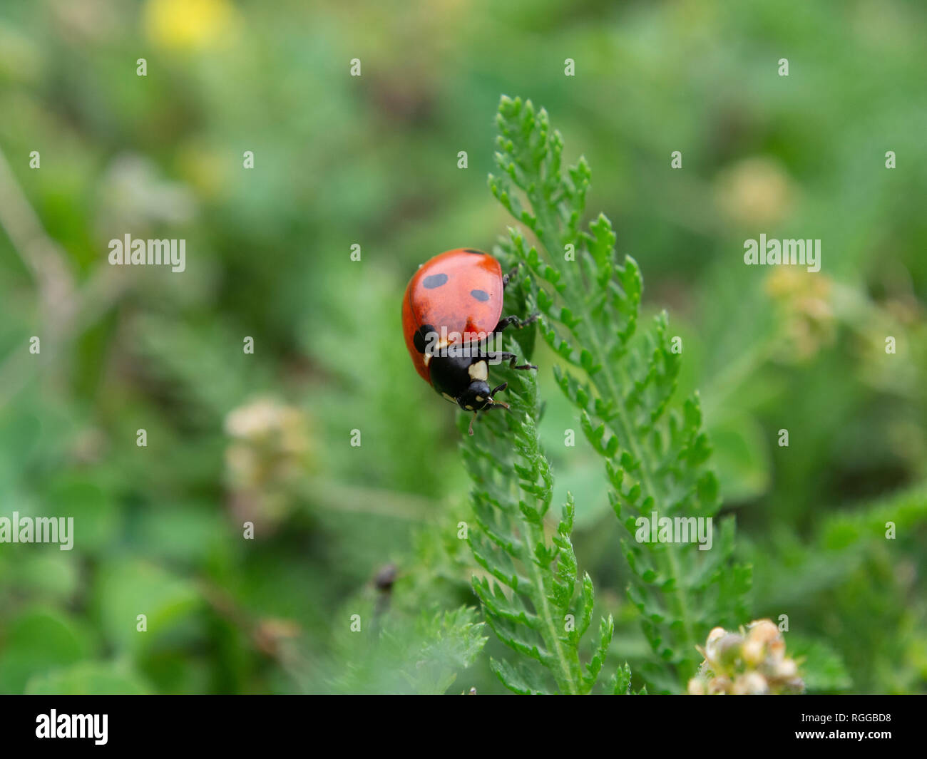 Ladybug sitting on yarrow Stock Photo - Alamy