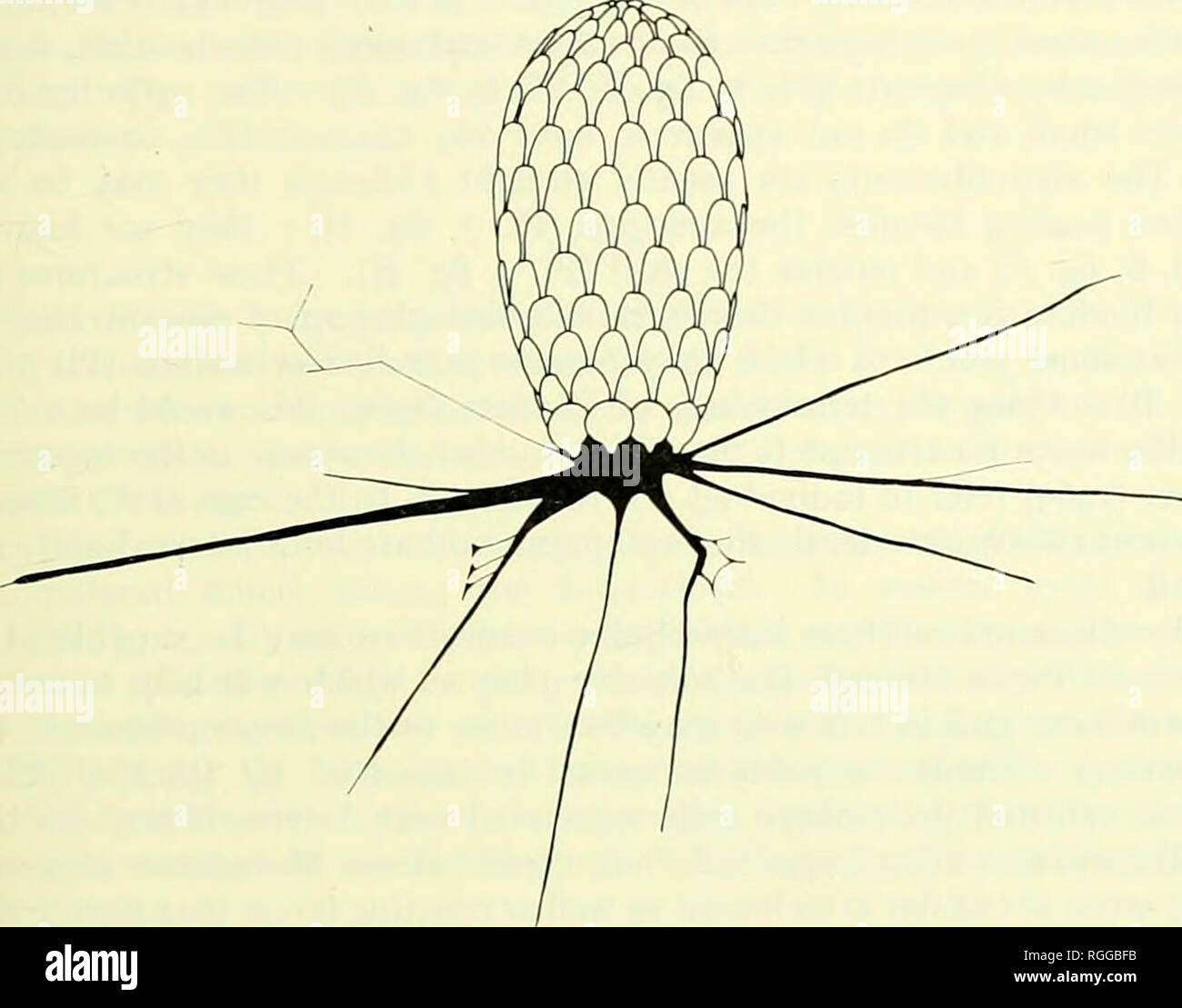 Euglypha sp hi-res stock photography and images - Alamy