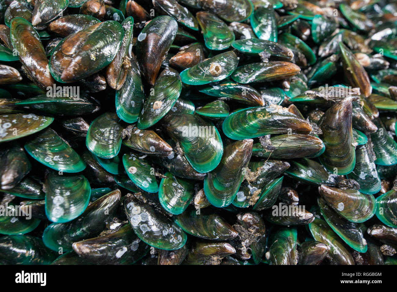 fresh mussel at the seafood and fish market at the Naklua Fish Market ...