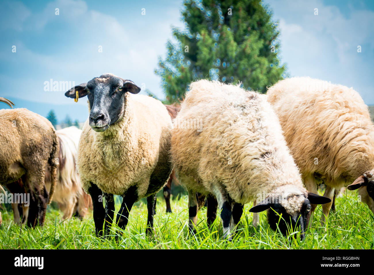 portrait of domestic goat in herd, Carpathian mountains in Ukraine ...