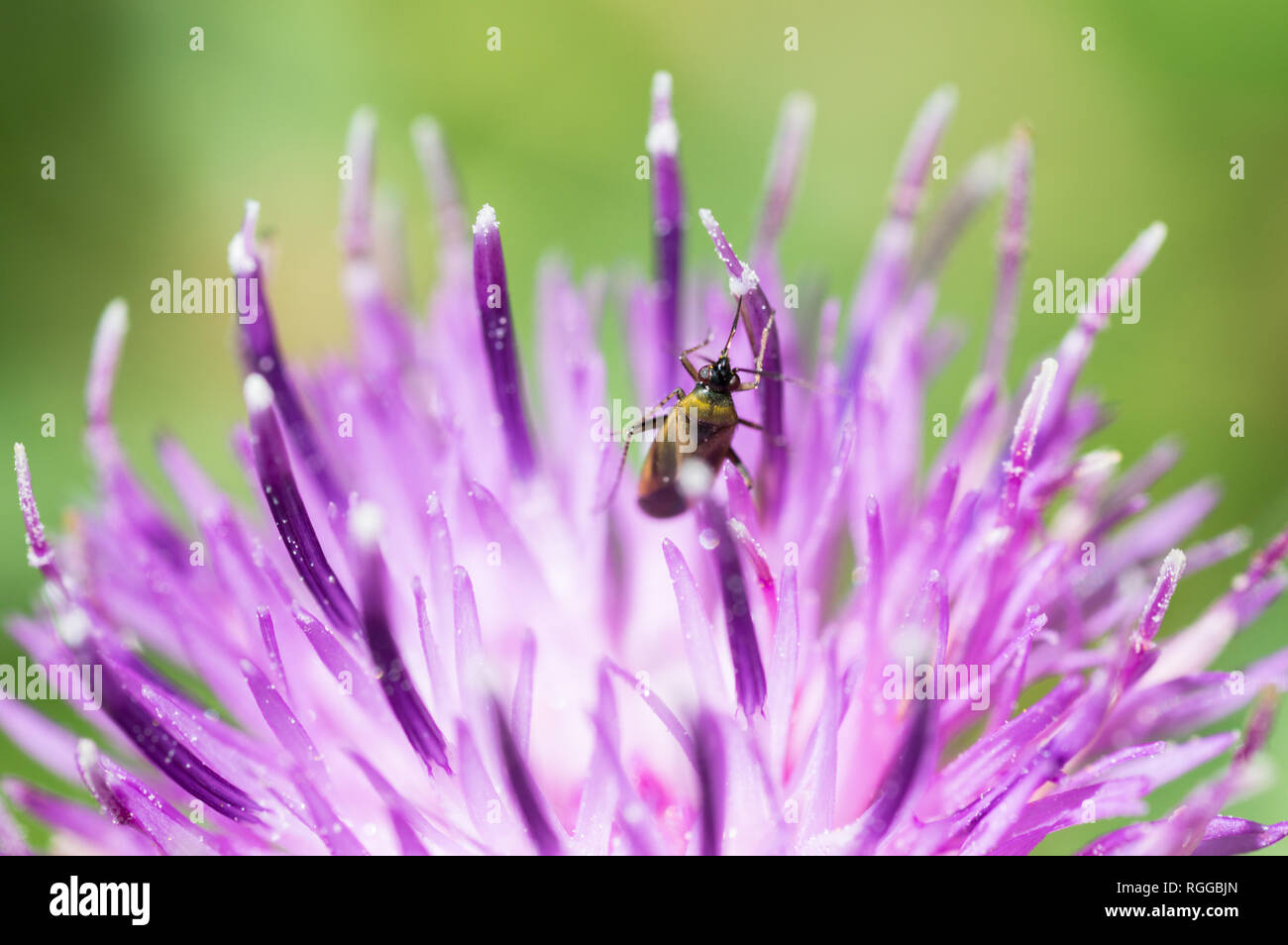 Inside small yellow flower hi-res stock photography and images - Alamy