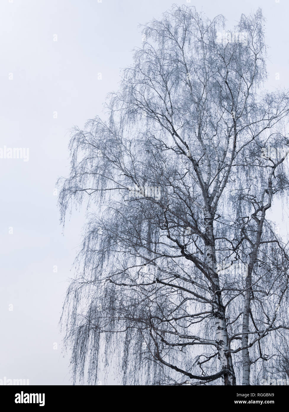 Silver birch tree in winter hi-res stock photography and images - Alamy