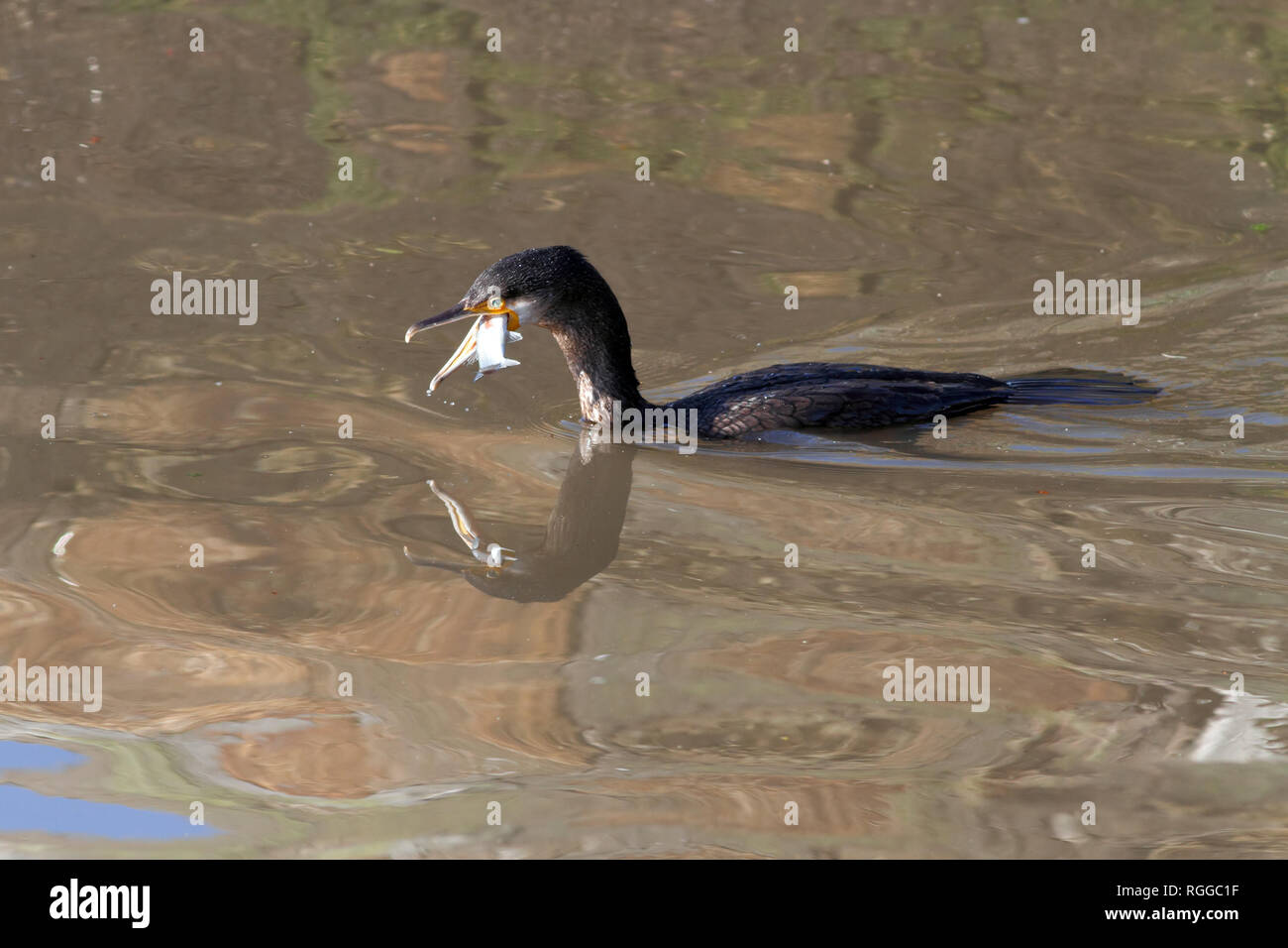 Cormorant eating a fish - mullet - that had just caught in the river ...