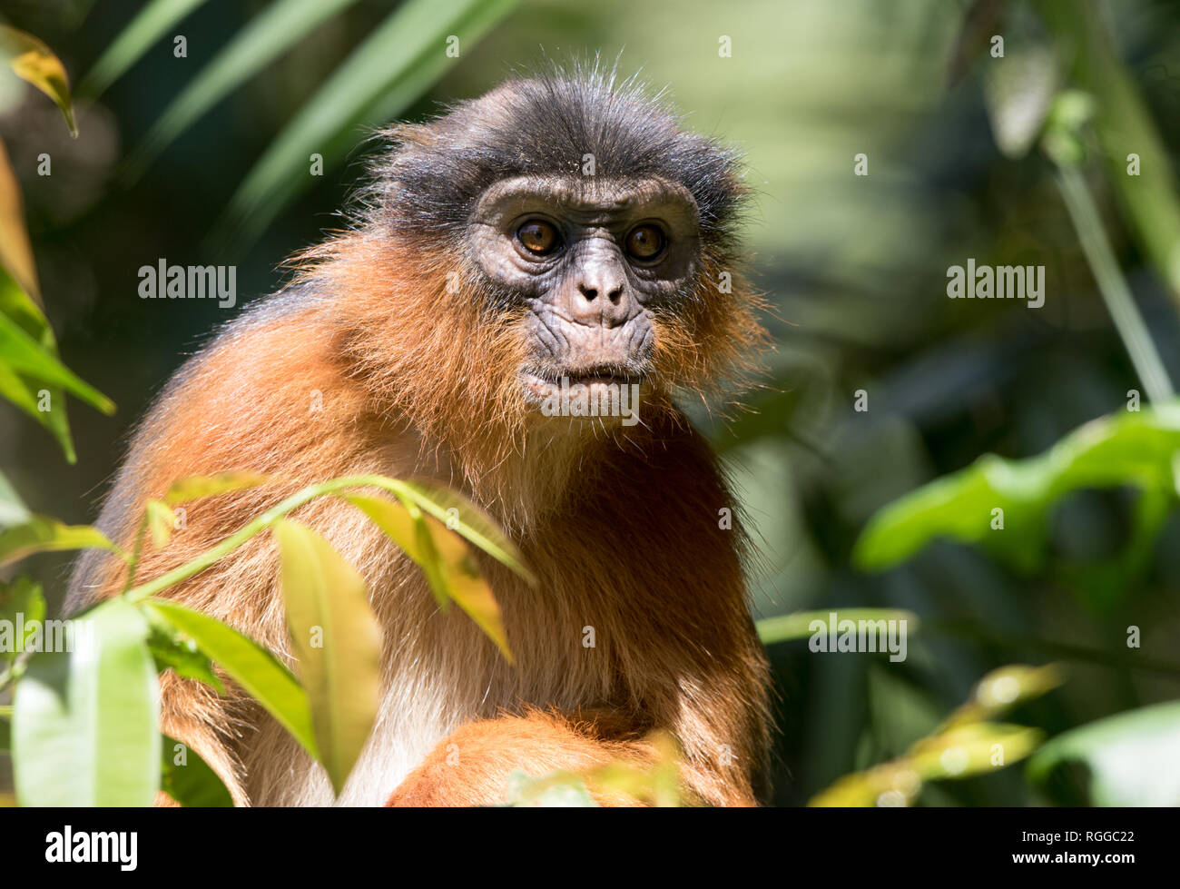 Western red colobus monkey hi-res stock photography and images - Alamy