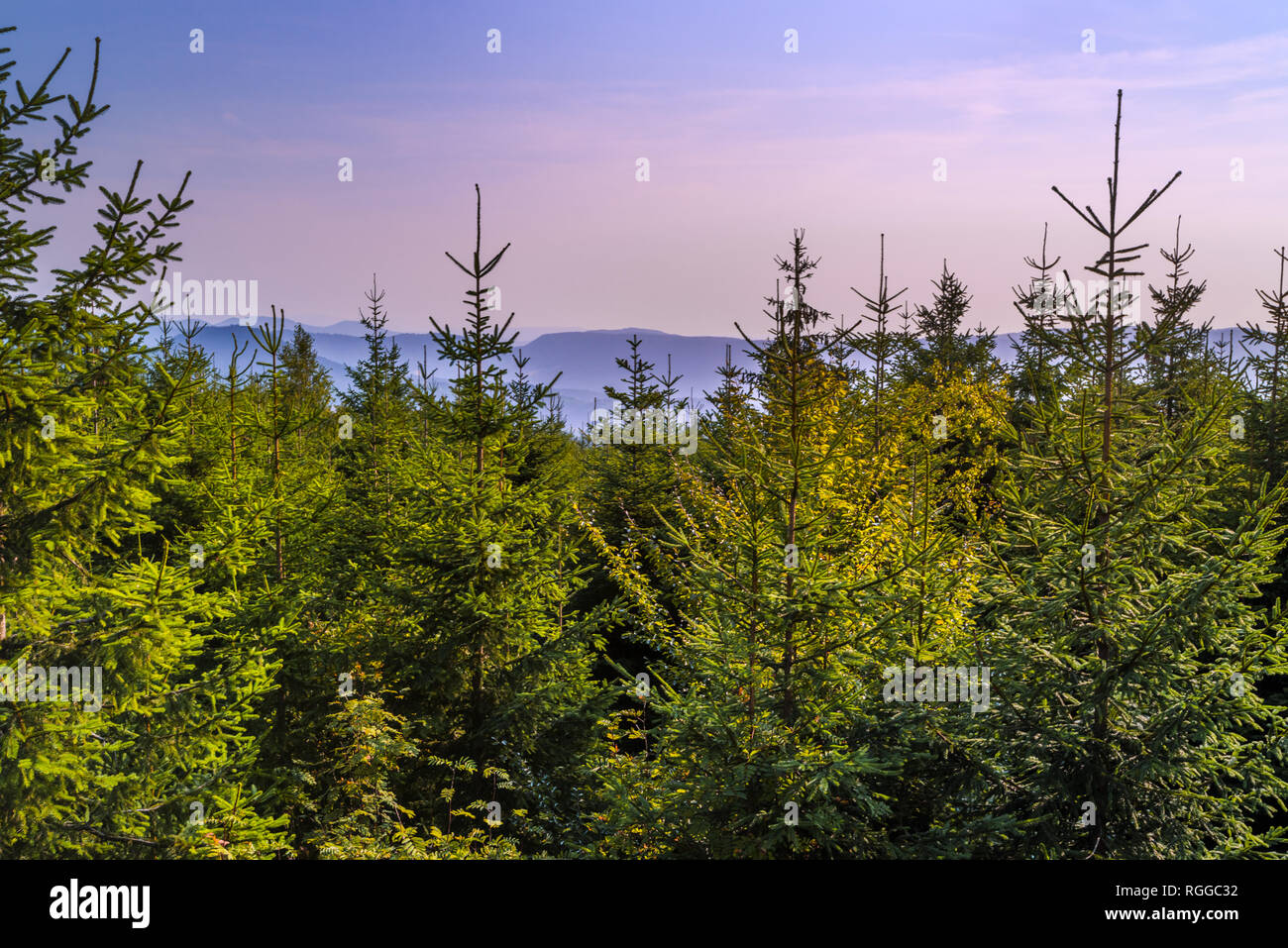 tree tops and mountain ridge of the Northern Black Forest, Germany ...