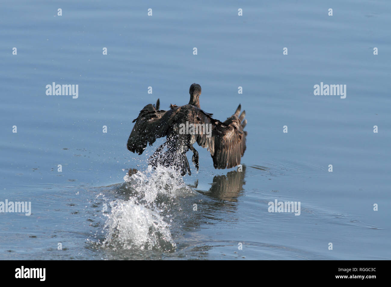 Cormorant taking off from water hi-res stock photography and images - Alamy