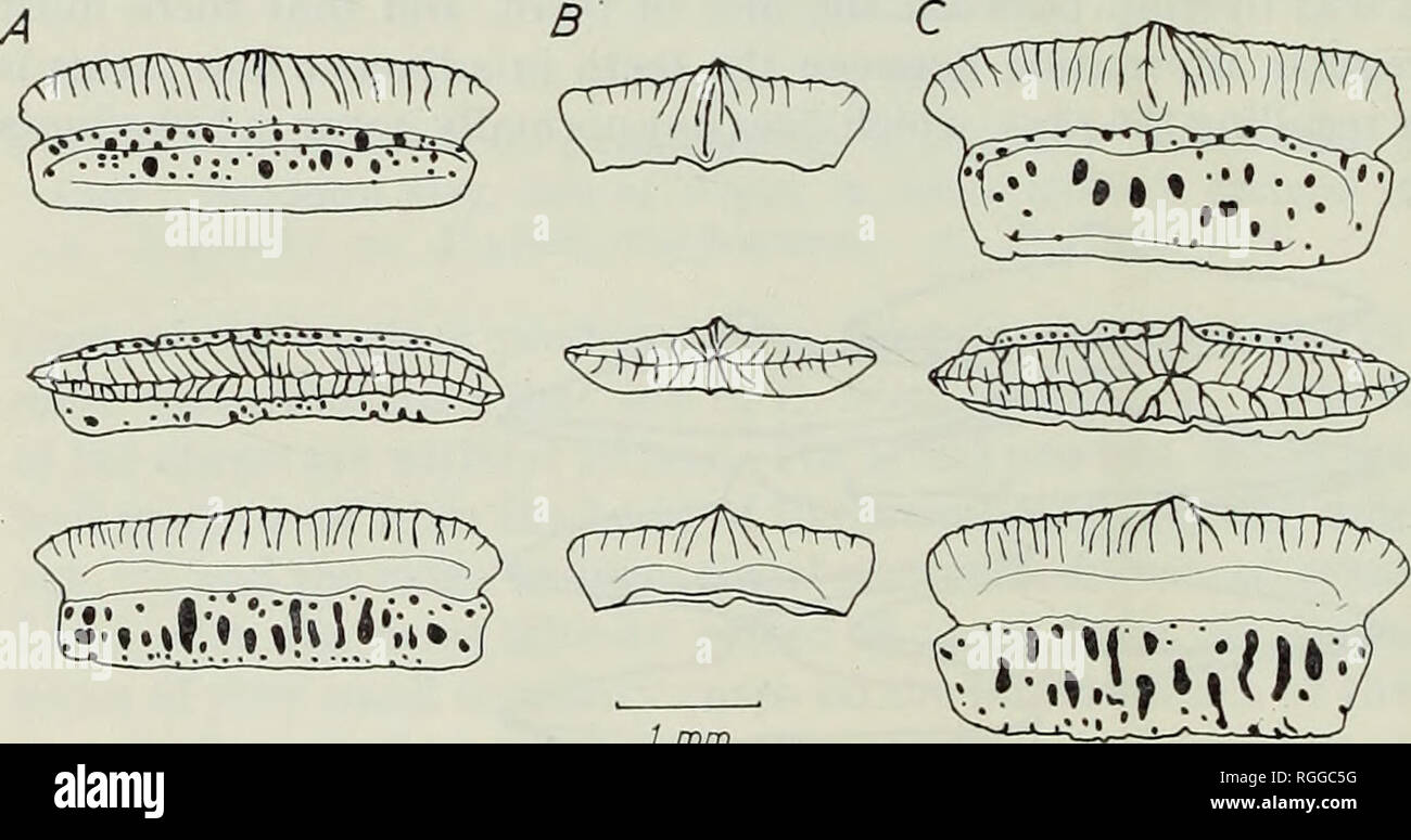 . Bulletin of the British Museum (Natural History), Geology. 320 ...