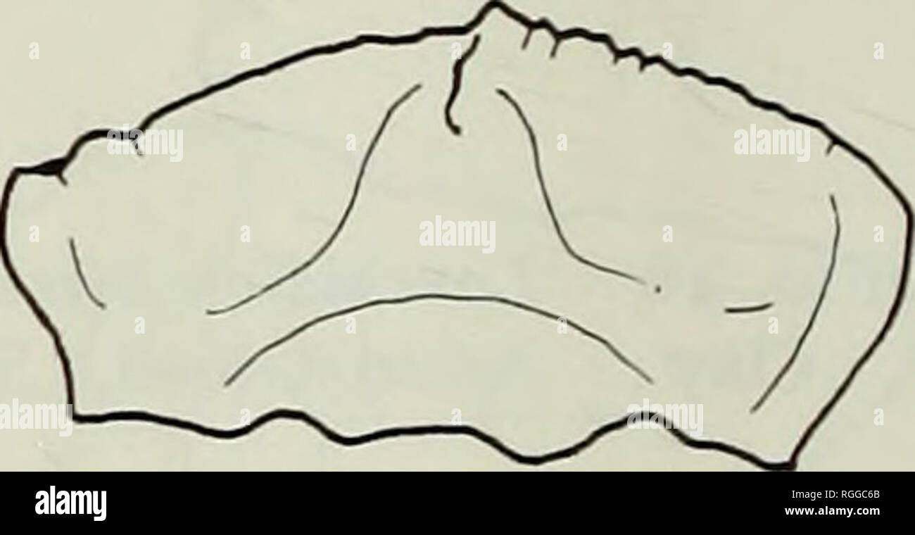 . Bulletin of the British Museum (Natural History), Geology. . / mm Fig ...