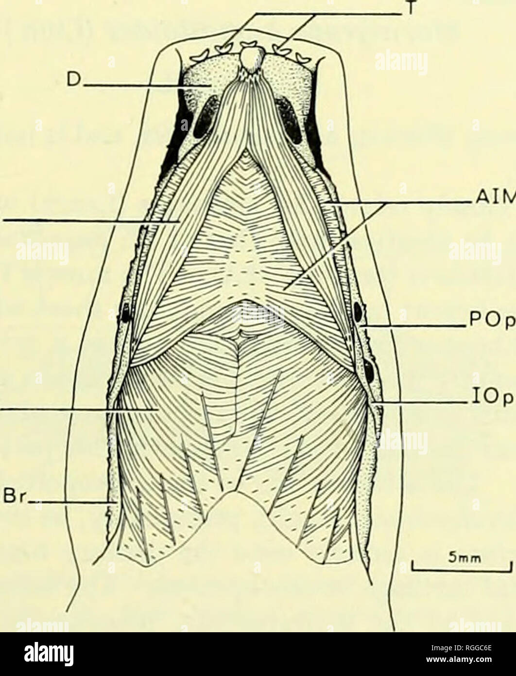 . Bulletin of the British Museum (Natural History). OSTEOGLOSSOMORPH ...