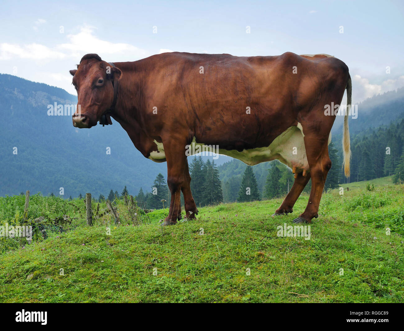 brown cow in a mountain field Stock Photo - Alamy