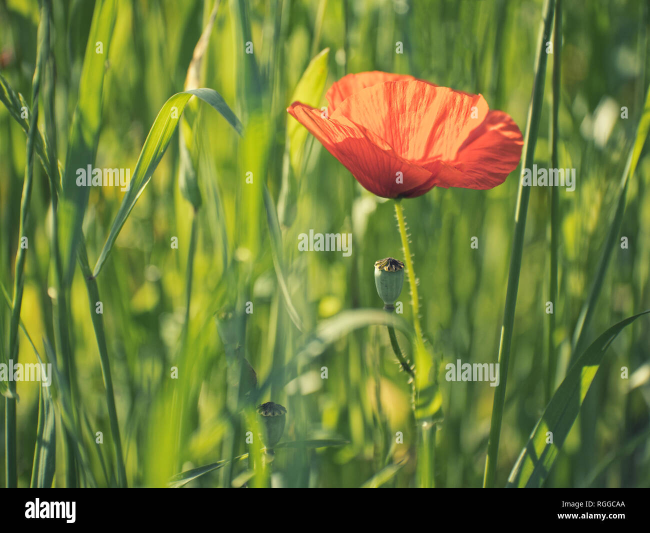 red poppy in a field desaturated Stock Photo - Alamy