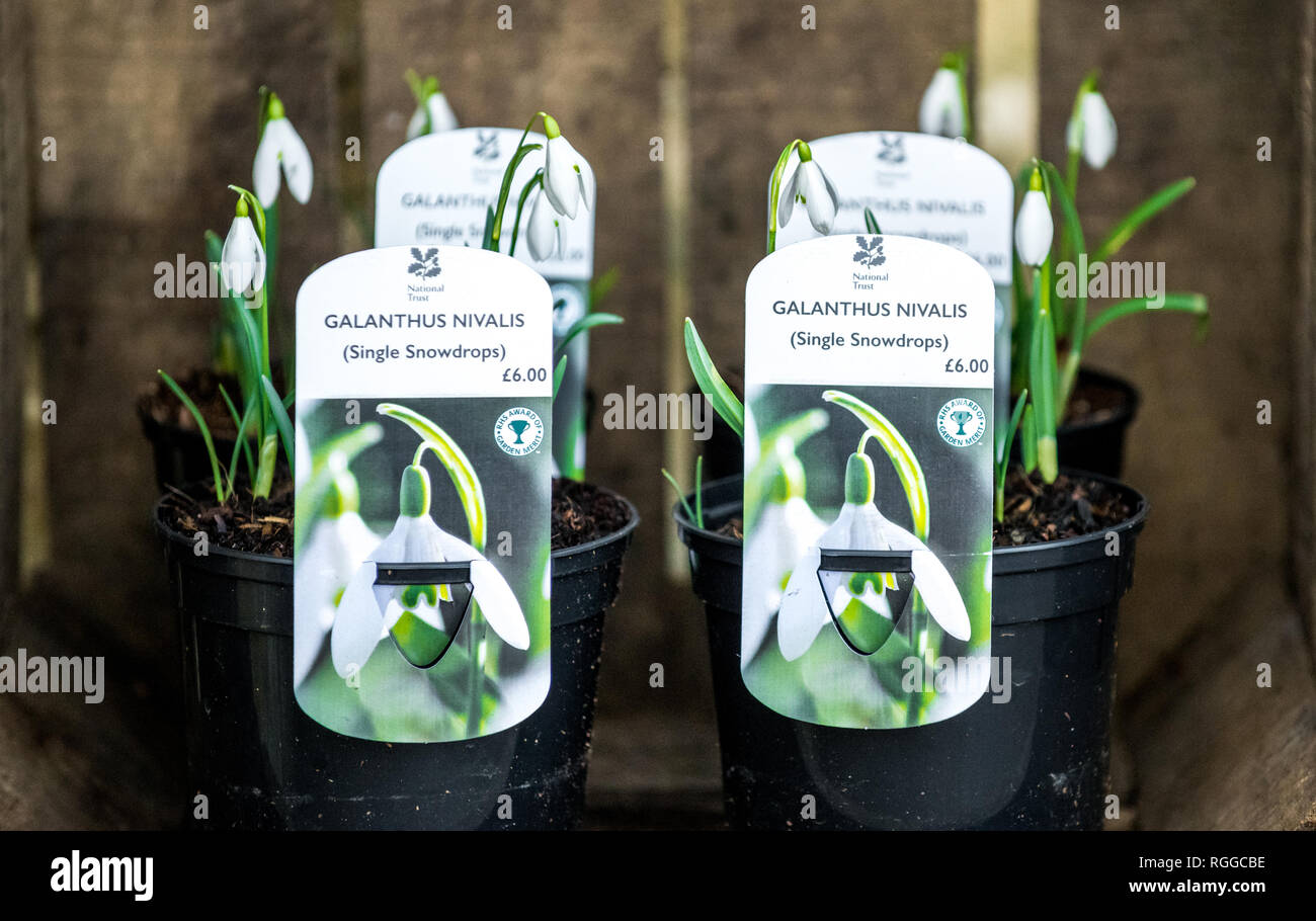 Snowdrop pot hi-res stock photography and images - Alamy