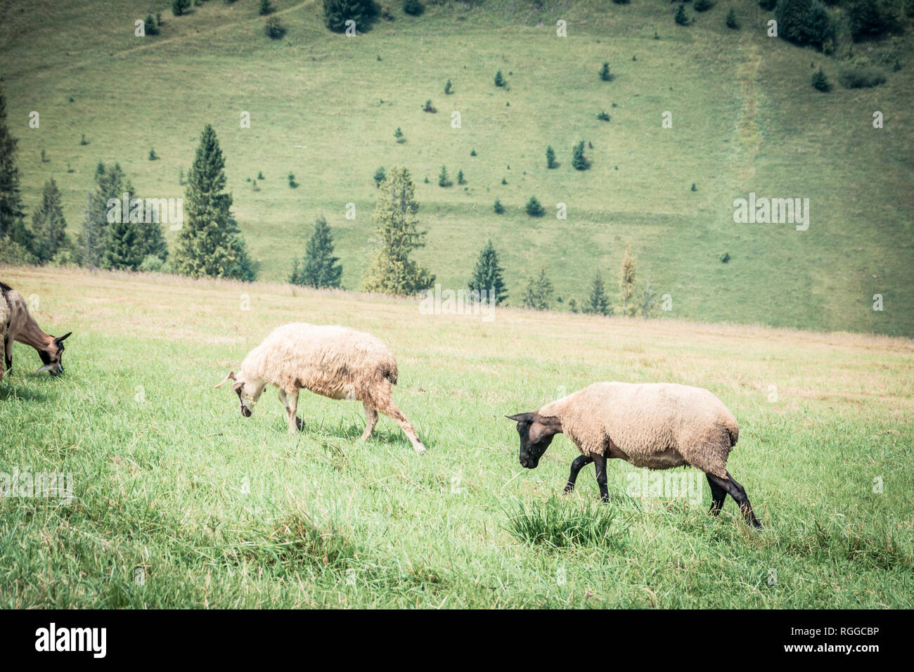 portrait of domestic goat in herd, Carpathian mountains in Ukraine ...