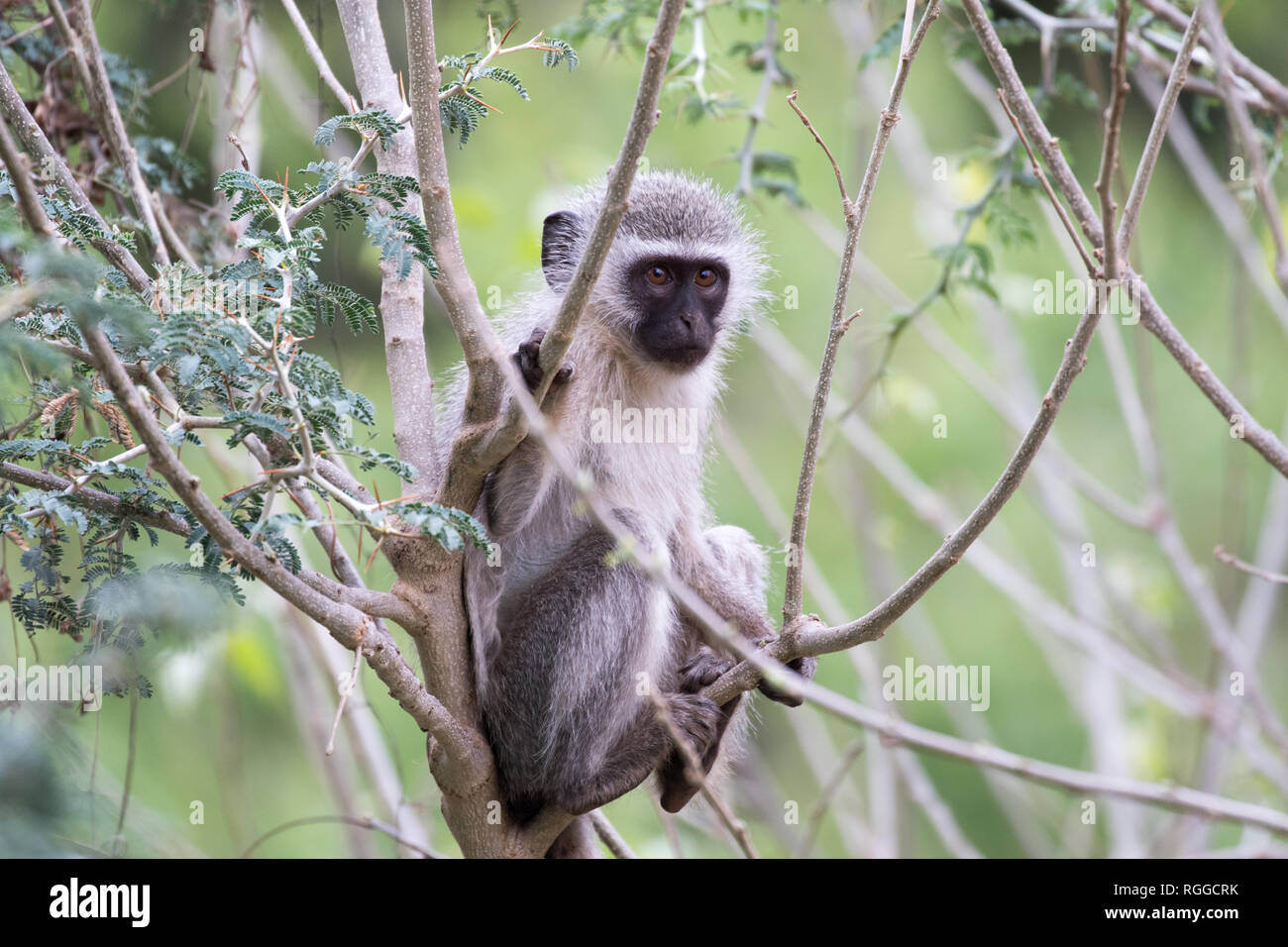 Vervet Monkey (Chlorocebus pygerythrus Stock Photo - Alamy