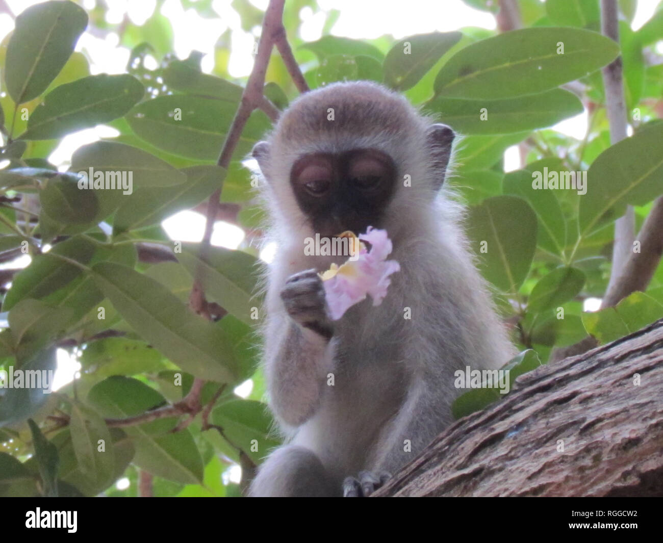 Vervet Monkey (Chlorocebus pygerythrus Stock Photo - Alamy