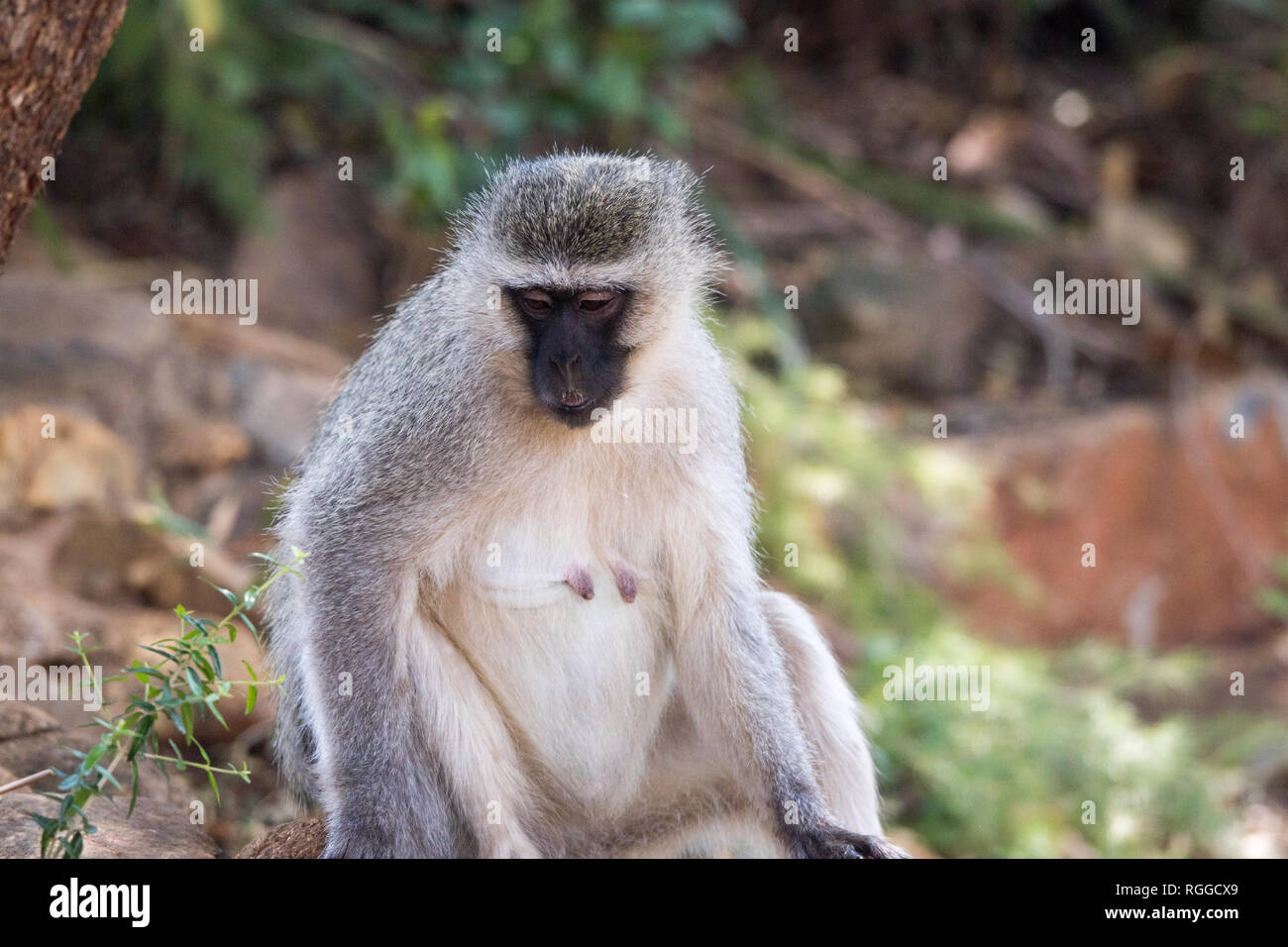 Vervet Monkey (Chlorocebus pygerythrus Stock Photo - Alamy