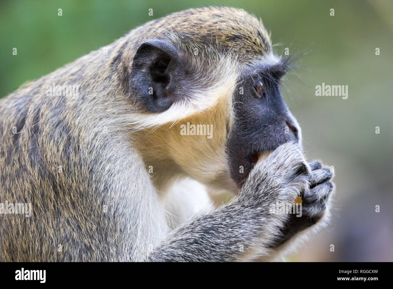 Vervet Monkey (Chlorocebus pygerythrus Stock Photo - Alamy