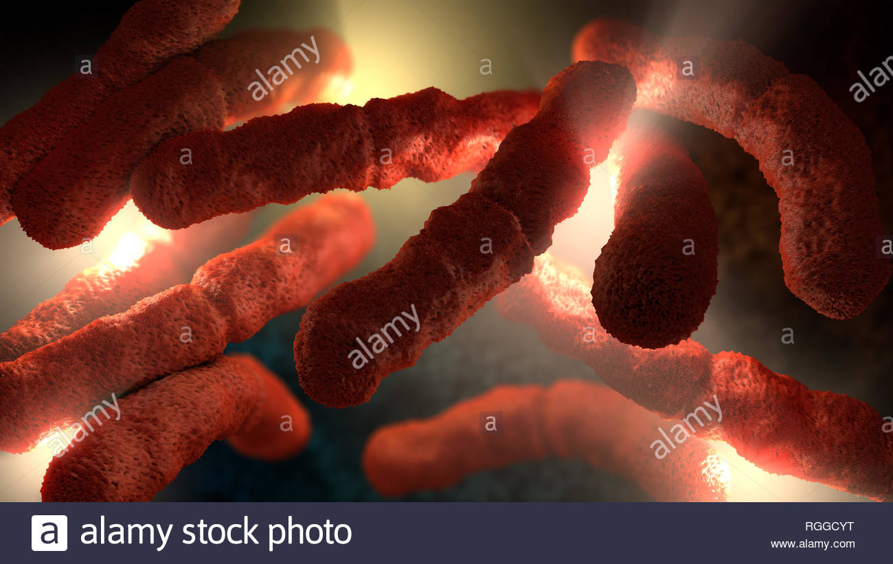 Rod Shaped Bacteria Stock Photos & Rod Shaped Bacteria Stock Images - Alamy