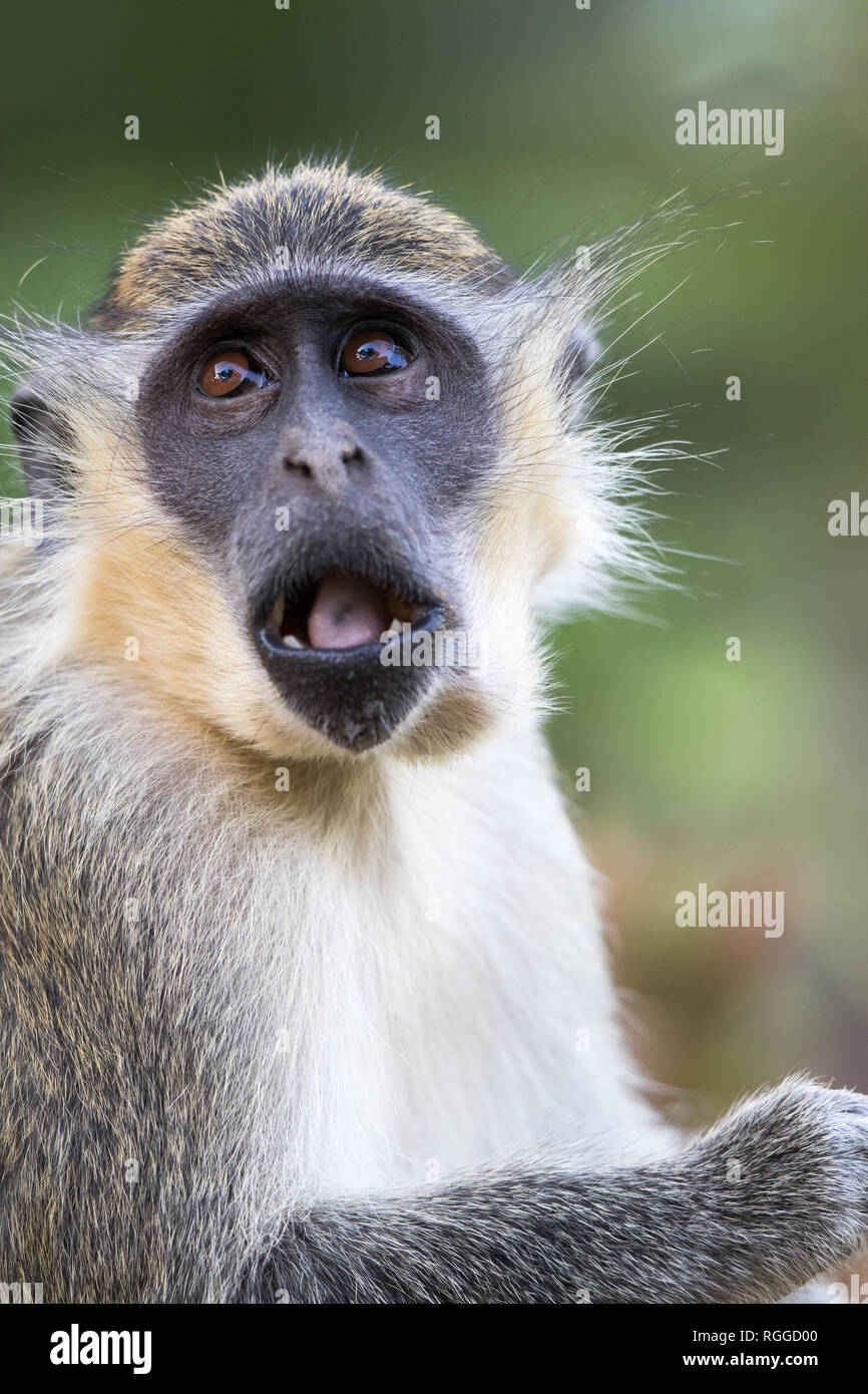 Vervet Monkey (Chlorocebus pygerythrus Stock Photo - Alamy
