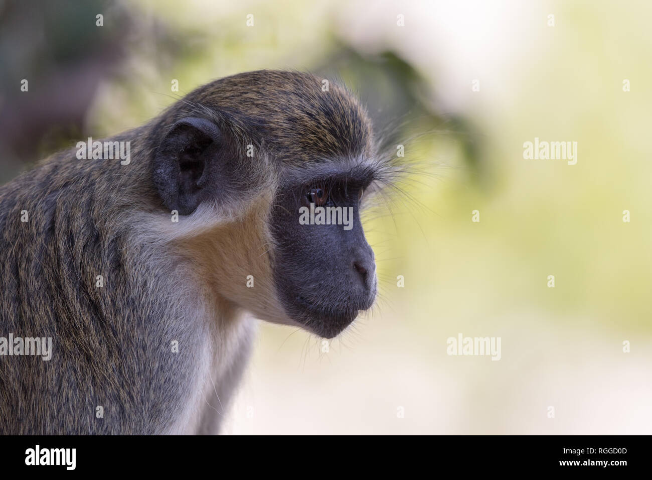 Vervet Monkey (Chlorocebus pygerythrus Stock Photo - Alamy