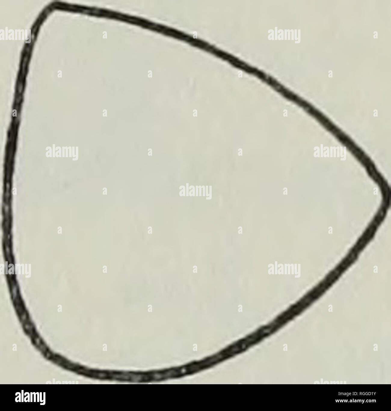 Vertebrae cross section hi-res stock photography and images - Alamy