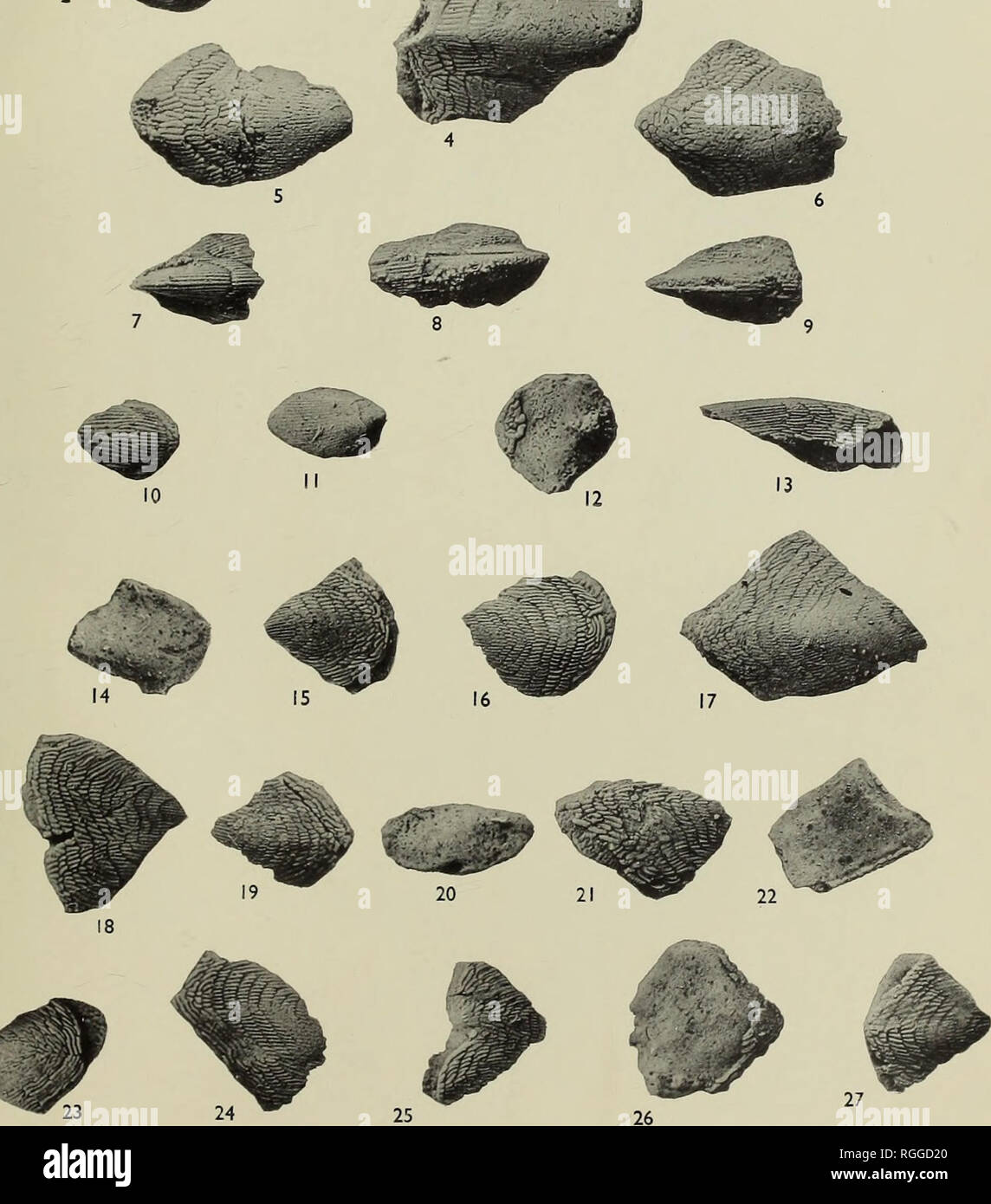 Pteraspis hi-res stock photography and images - Alamy