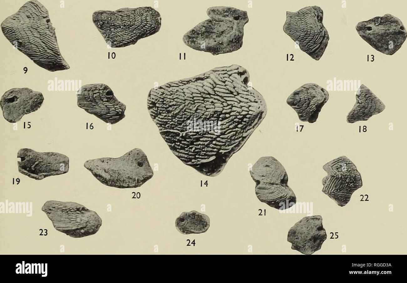 Pteraspis hi-res stock photography and images - Alamy