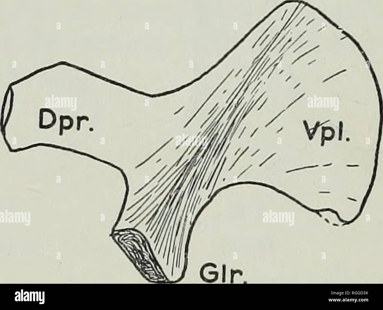 . Bulletin of the British Museum (Natural History), Geology. 2b. 2d ...