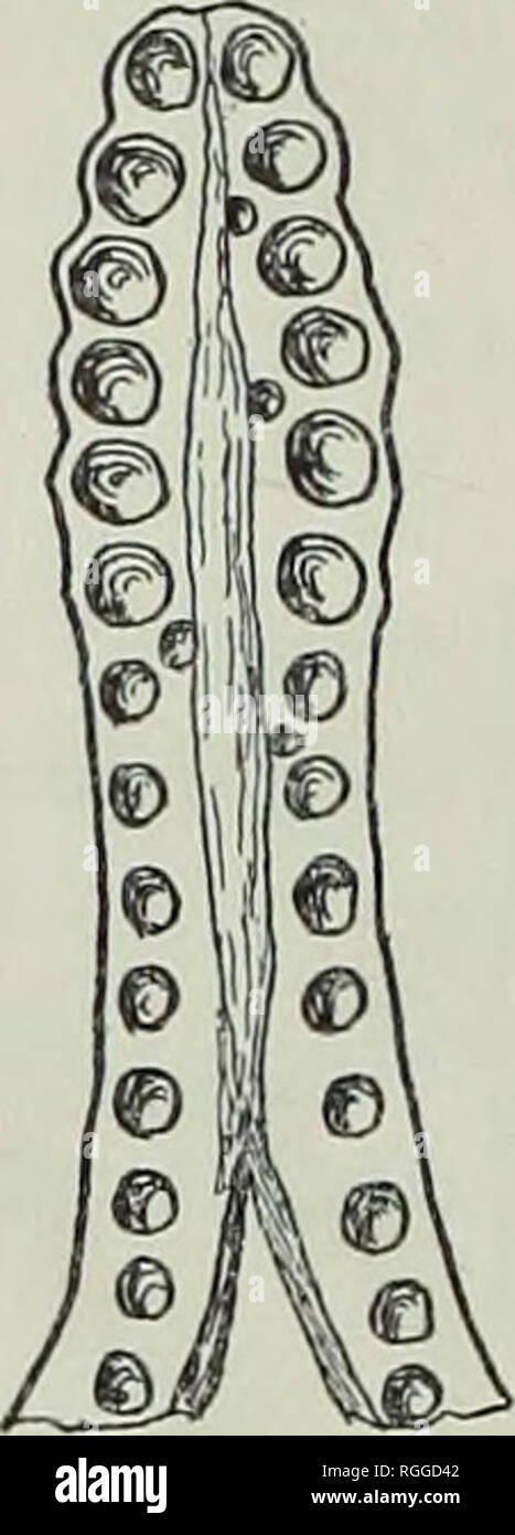 Pliosaurus hi-res stock photography and images - Alamy