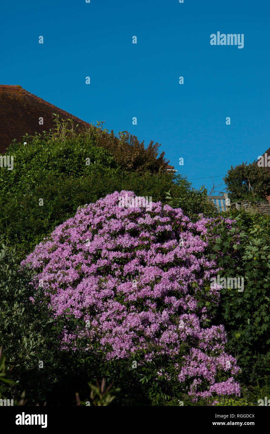 Blue azalea hi-res stock photography and images - Alamy