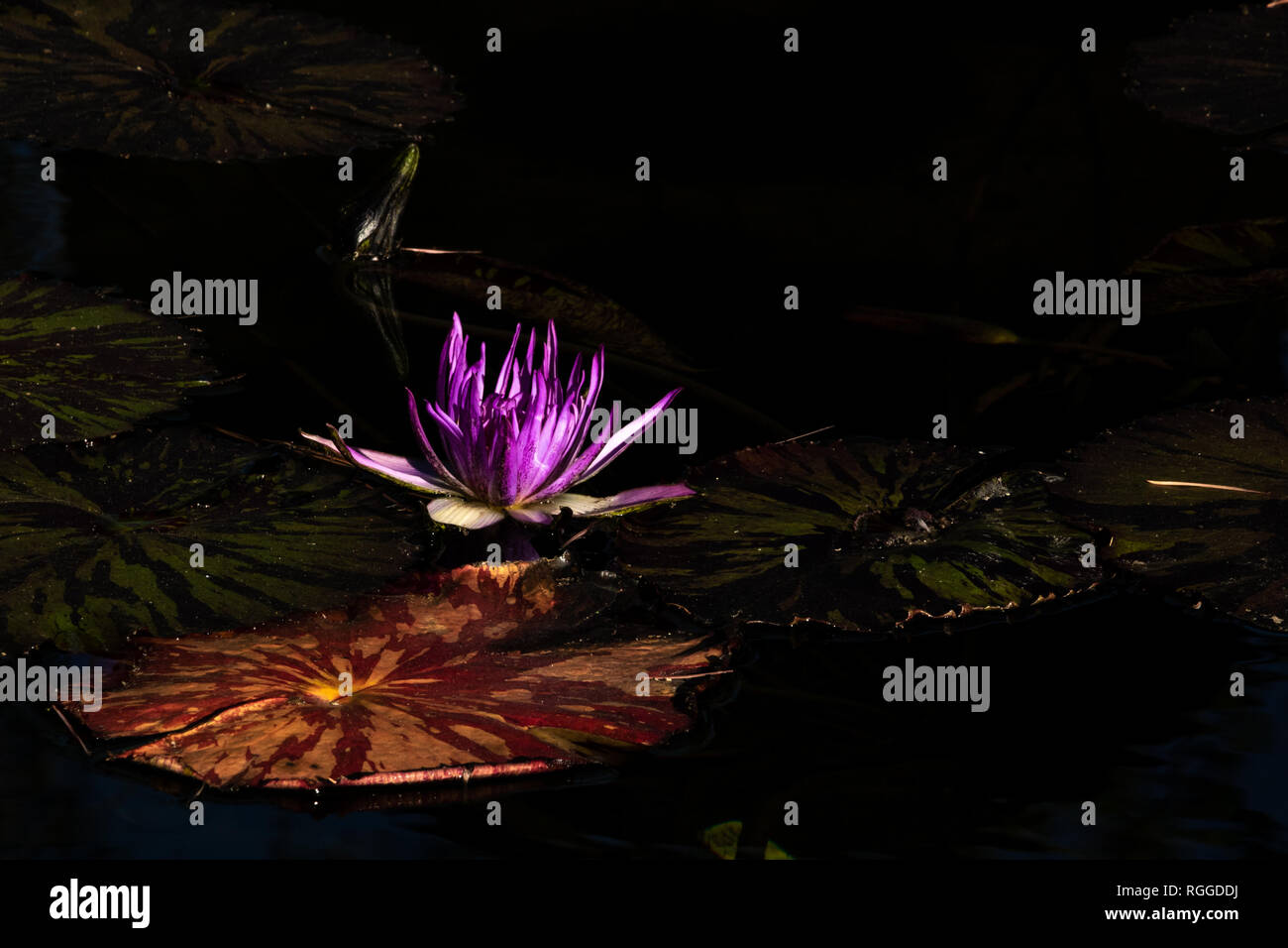 Lotus bloom floating in water, purple magenta blossom nested among ...