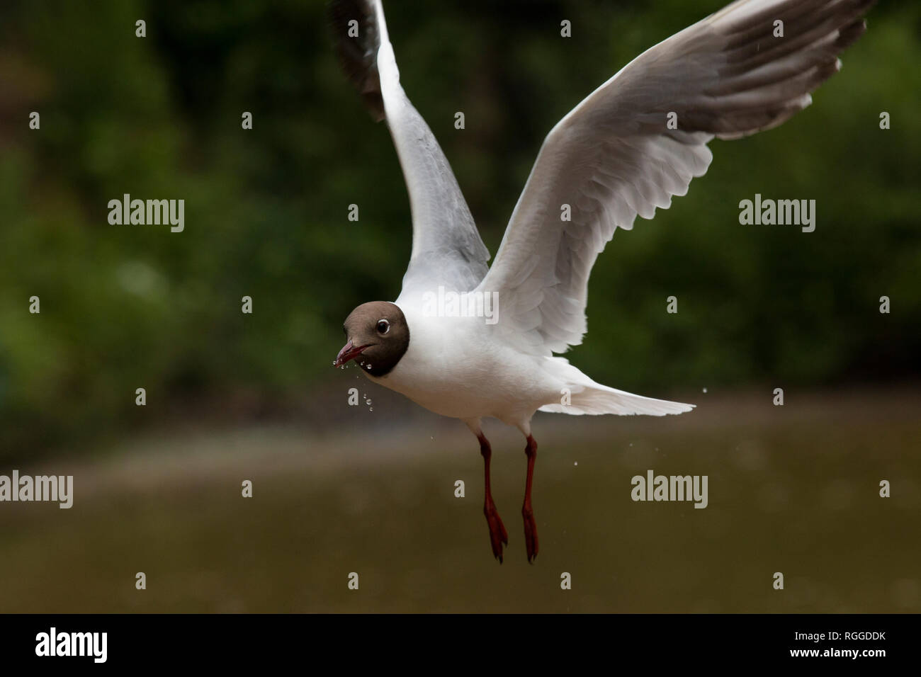 A gull takes flight hi-res stock photography and images - Alamy