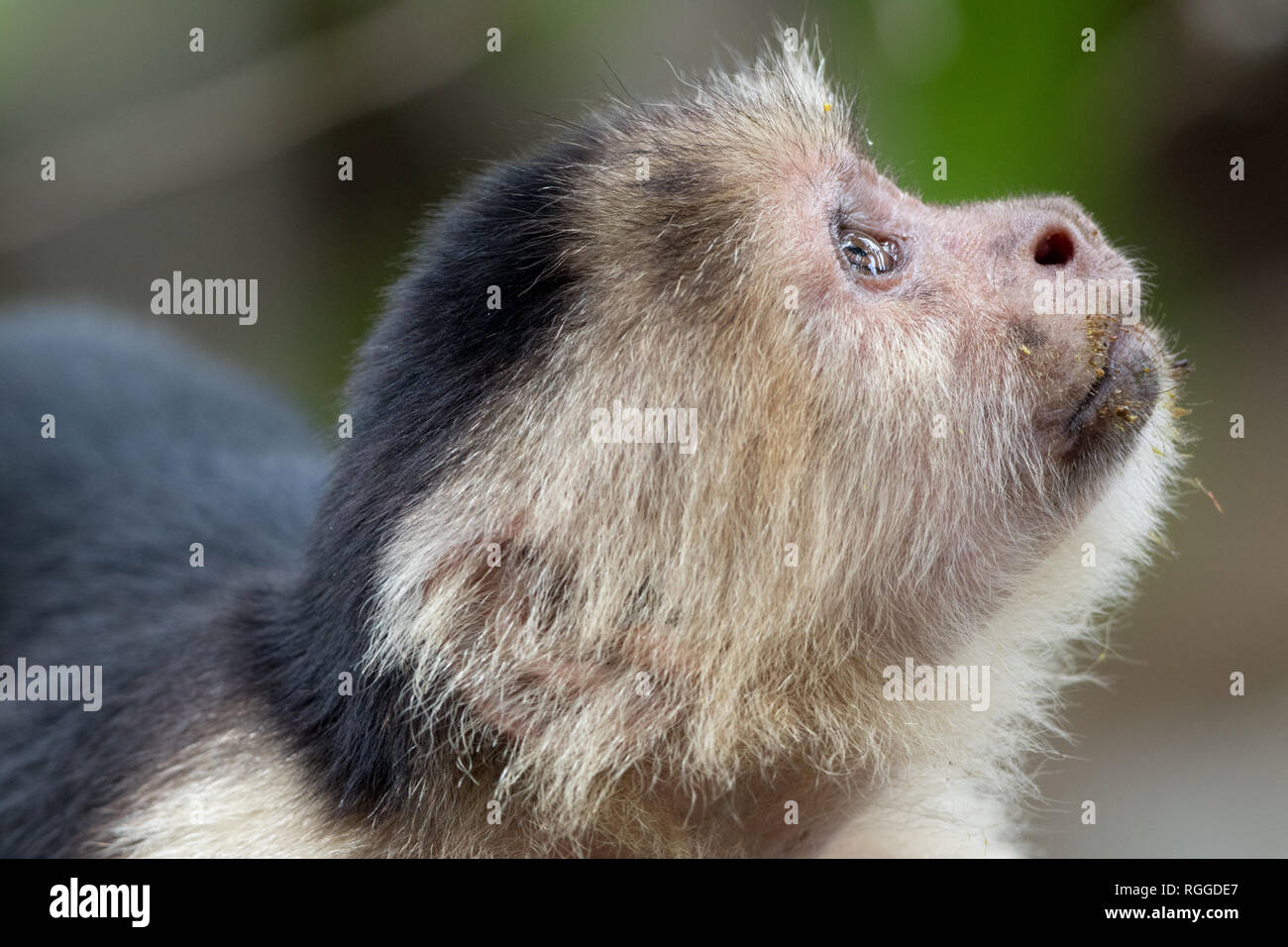 White-faced Capuchin (Cebus capucinus Stock Photo - Alamy