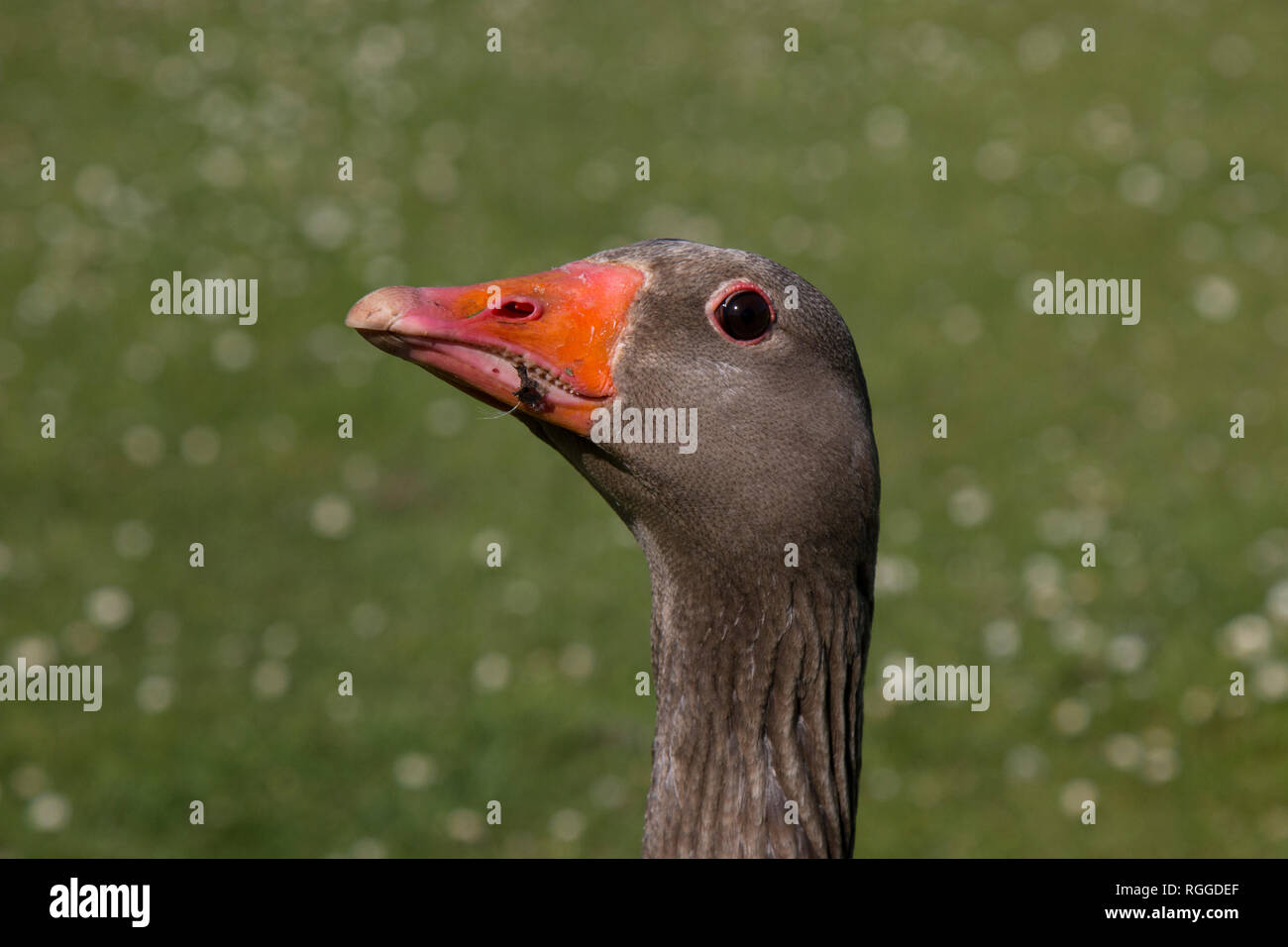 Head shot of goose hi-res stock photography and images - Alamy