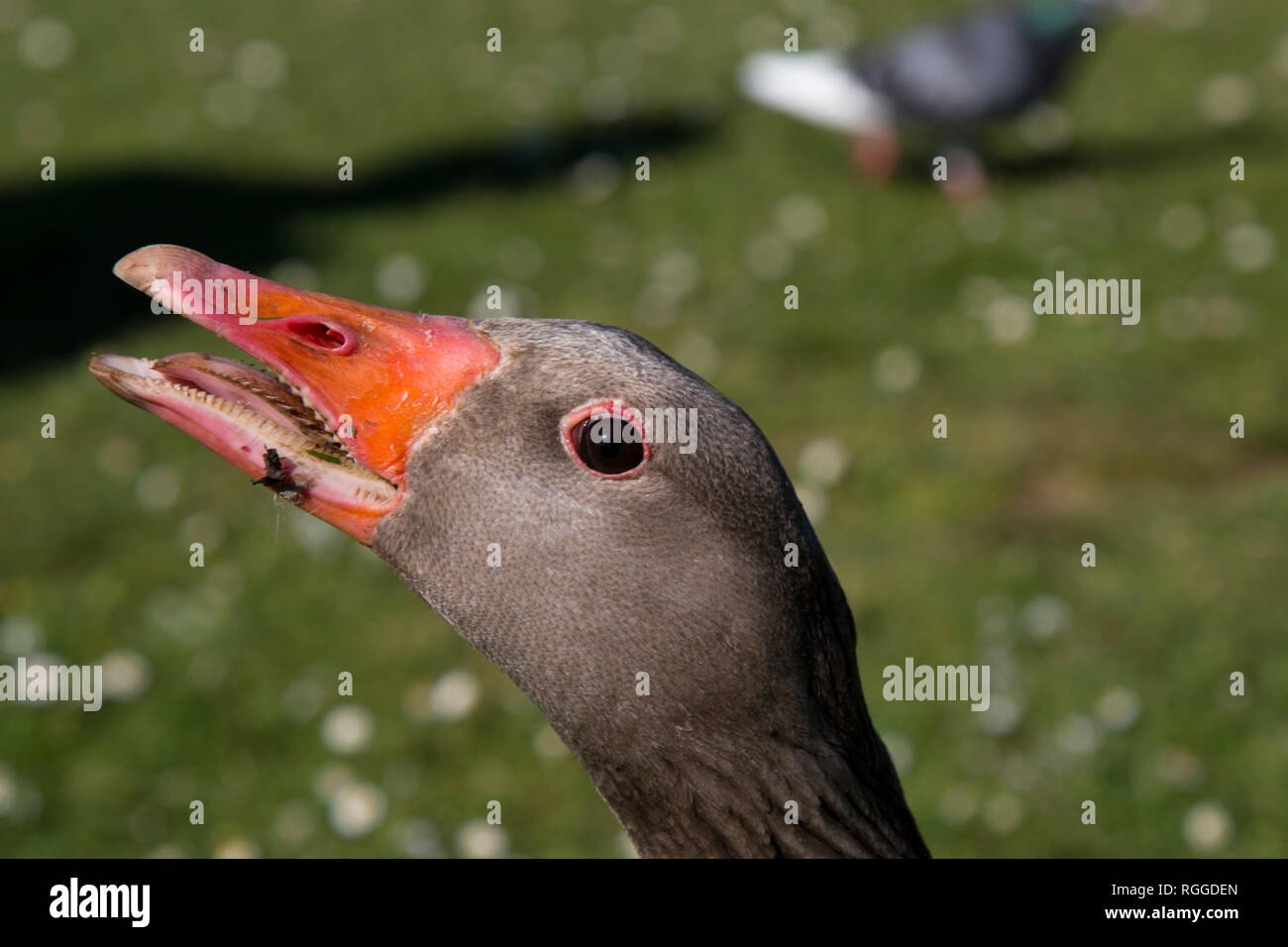 Head shot of goose hi-res stock photography and images - Alamy
