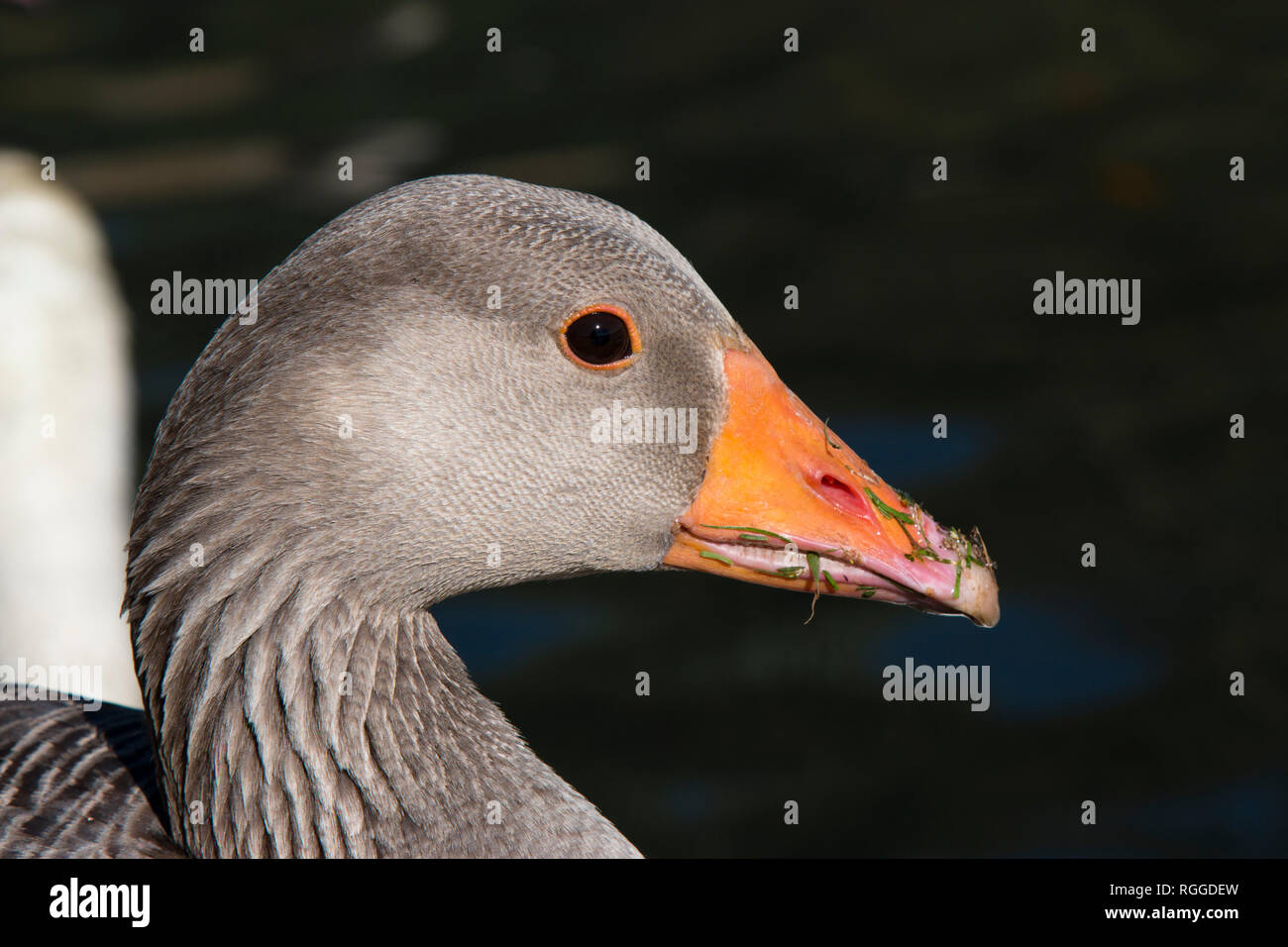 Head shot of goose hi-res stock photography and images - Alamy