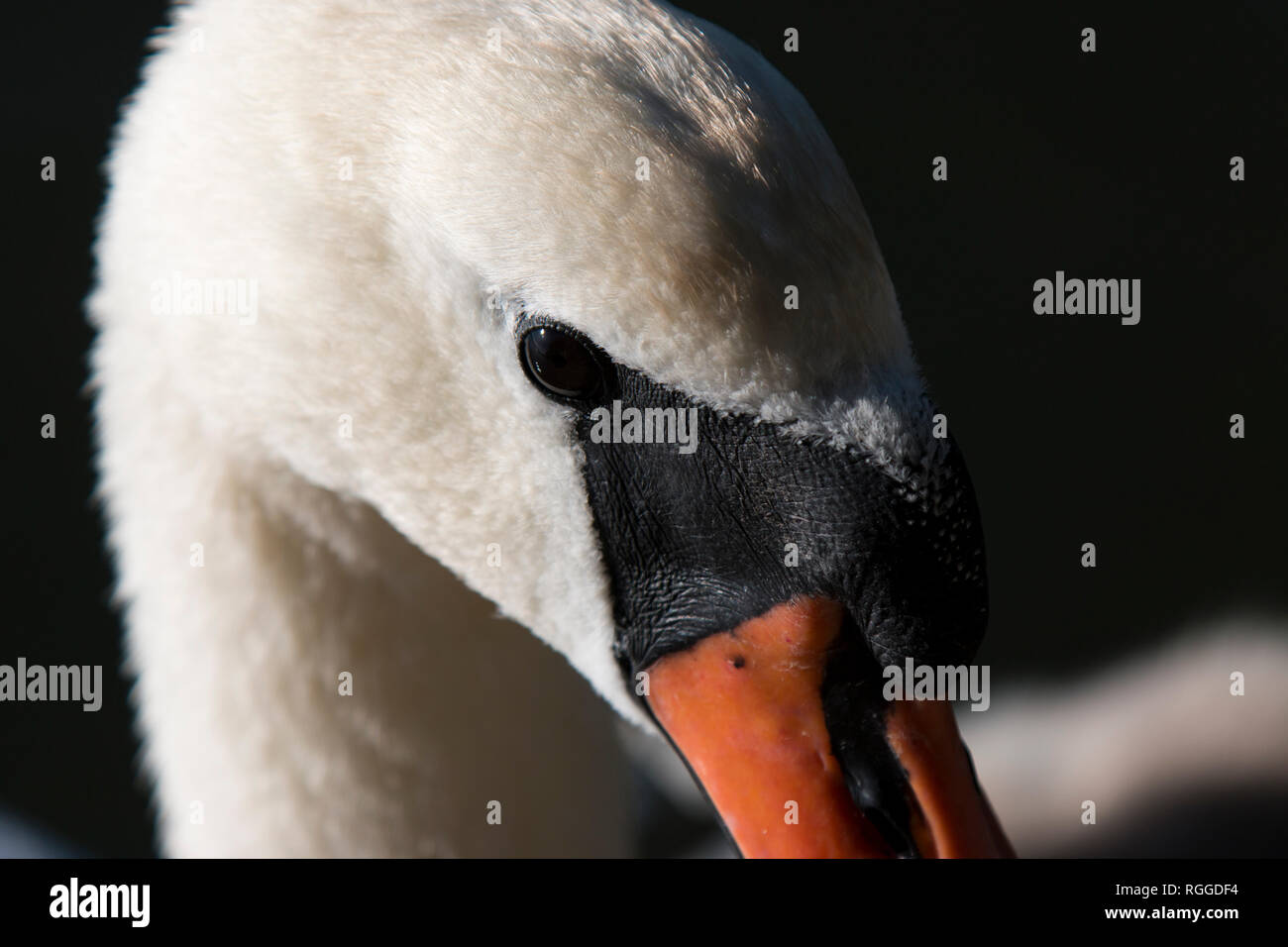 Yellow swan pink background hi-res stock photography and images - Alamy