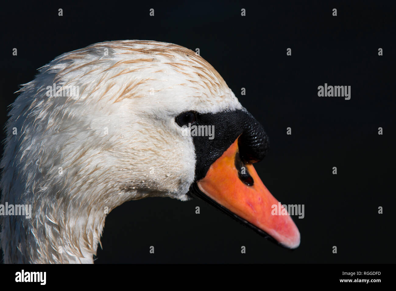 Swan swimming pool hi-res stock photography and images - Alamy