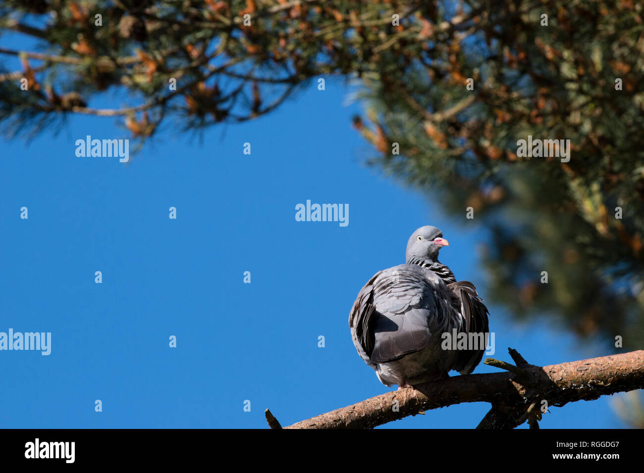 Male pigeon hi-res stock photography and images - Alamy