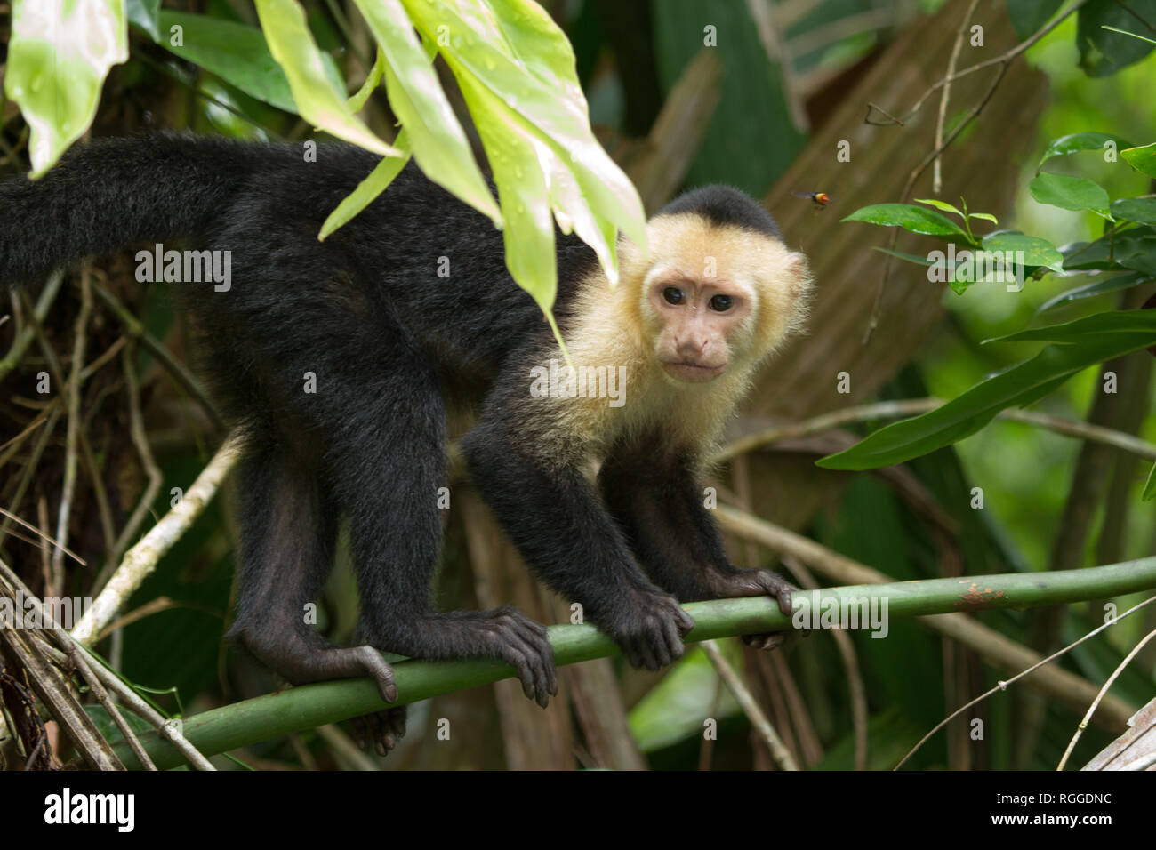 White-faced Capuchin (Cebus capucinus Stock Photo - Alamy