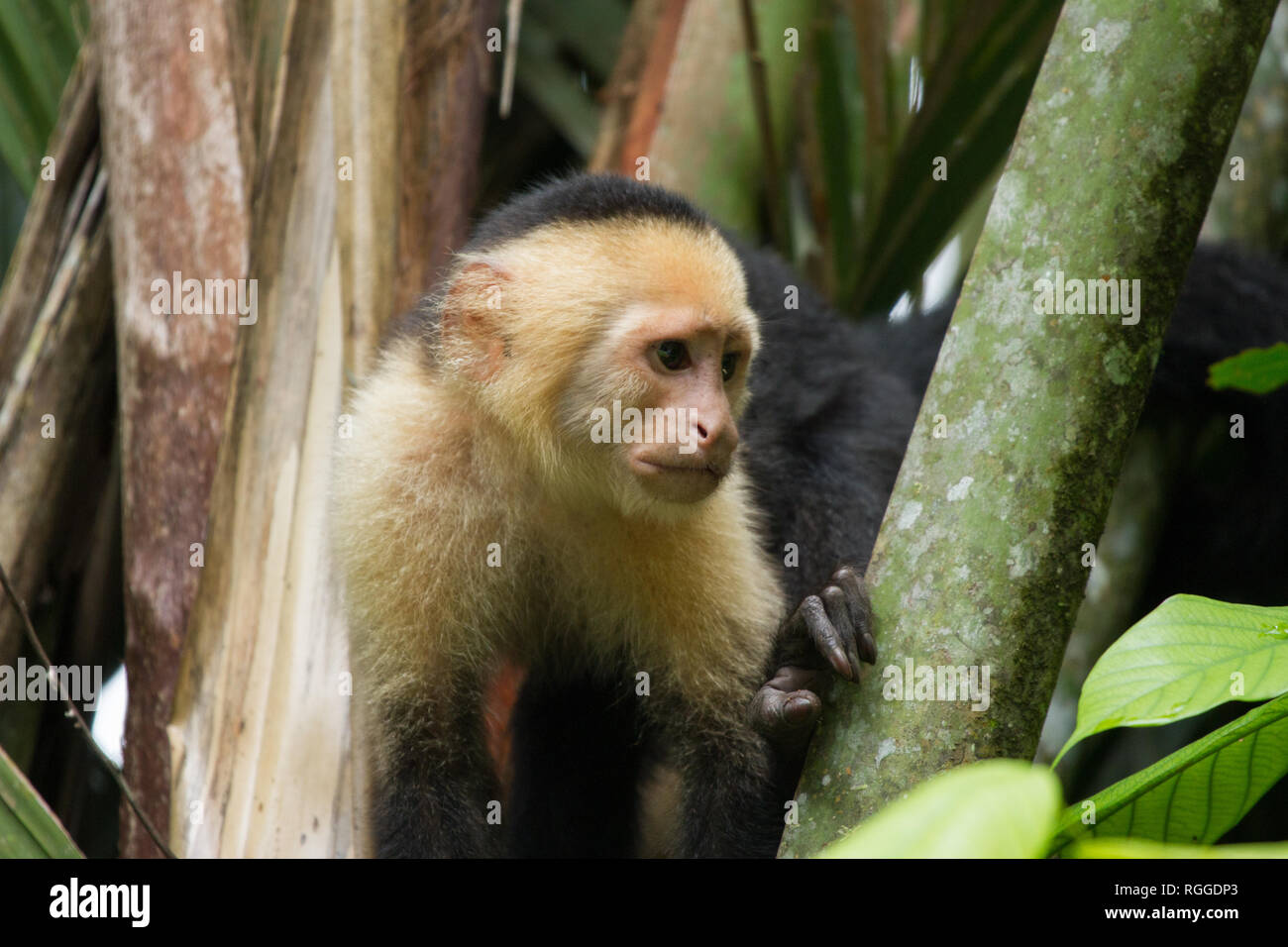 White-faced Capuchin (Cebus capucinus Stock Photo - Alamy