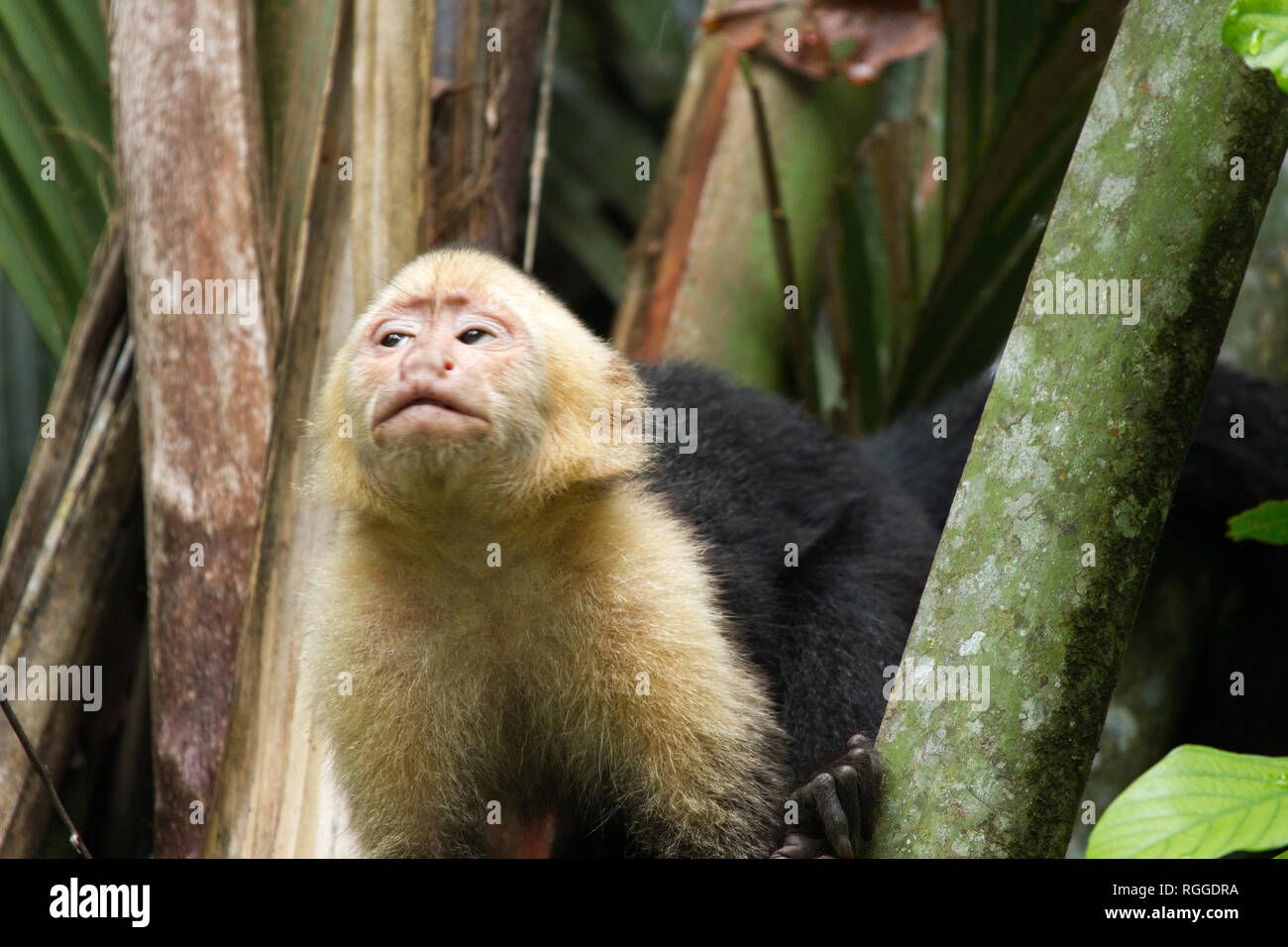 White-faced Capuchin (Cebus capucinus Stock Photo - Alamy