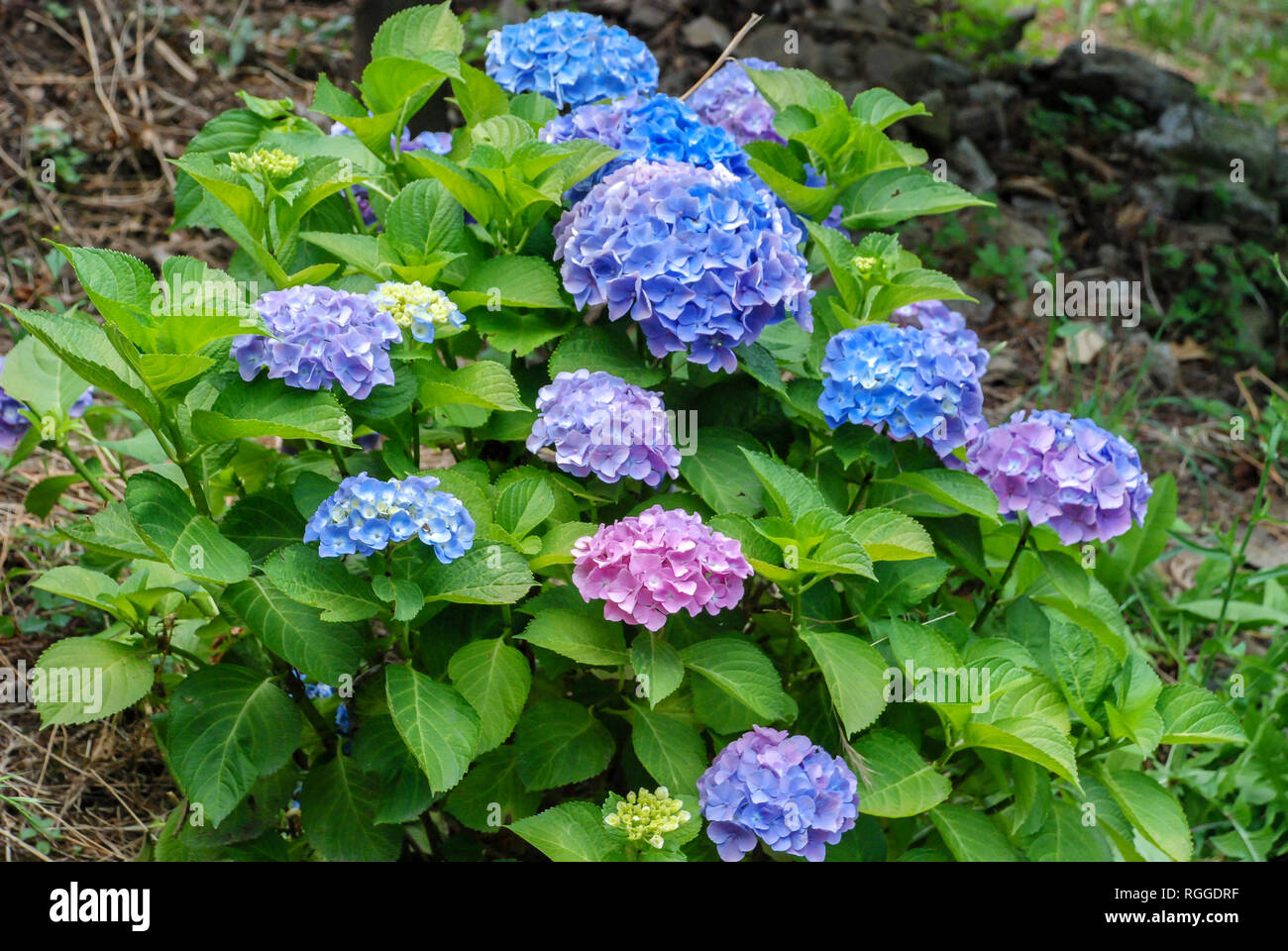 hydrangea Bush blooming large flowers of different colors Stock Photo ...