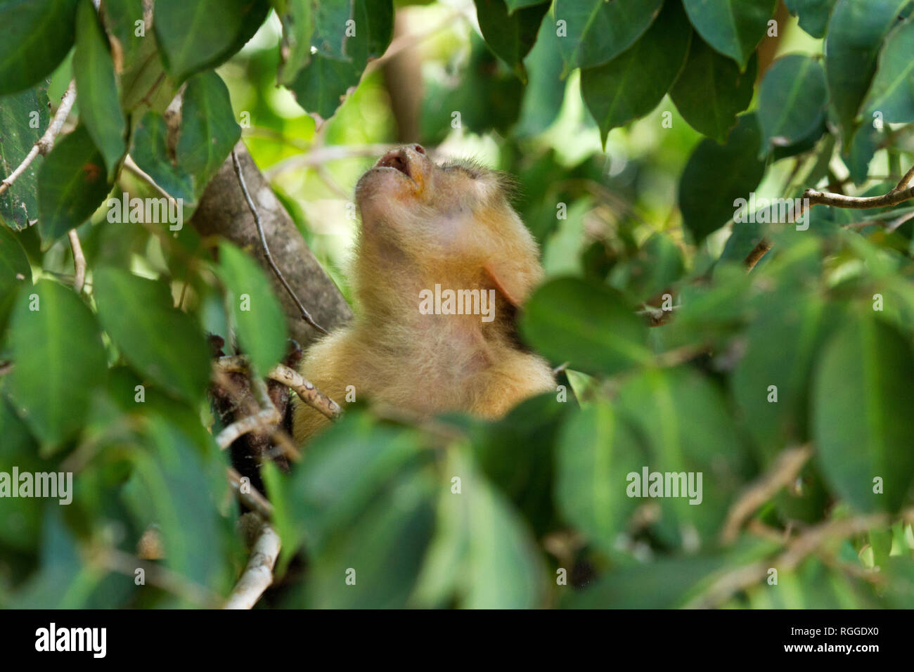 White-faced Capuchin (Cebus capucinus Stock Photo - Alamy