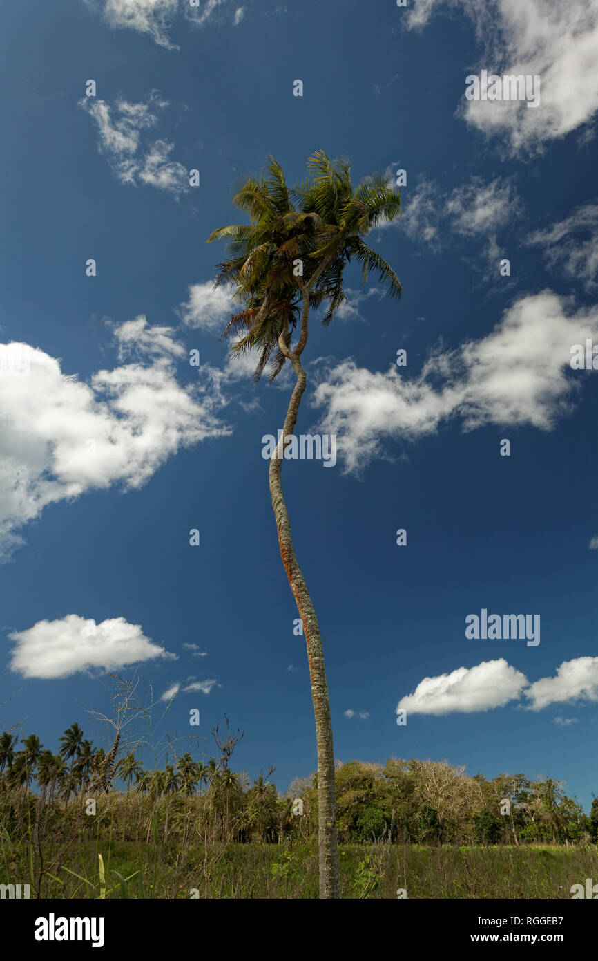 Two headed palm tree hi-res stock photography and images - Alamy