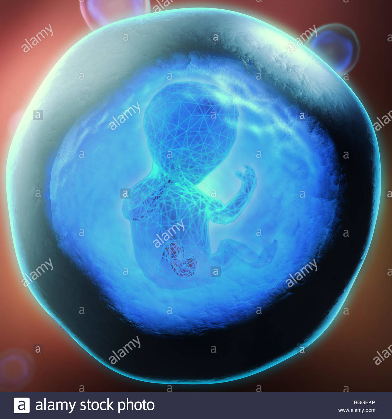 Embryo Baby Uterus Stock Photos & Embryo Baby Uterus Stock Images - Alamy