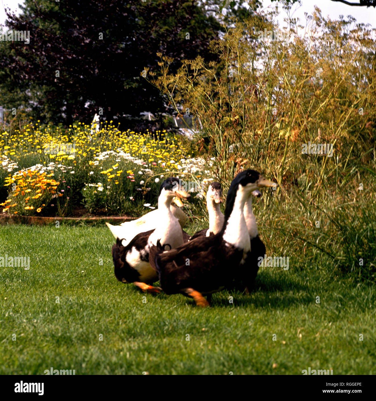 Flock of ducks on lawn Stock Photo - Alamy