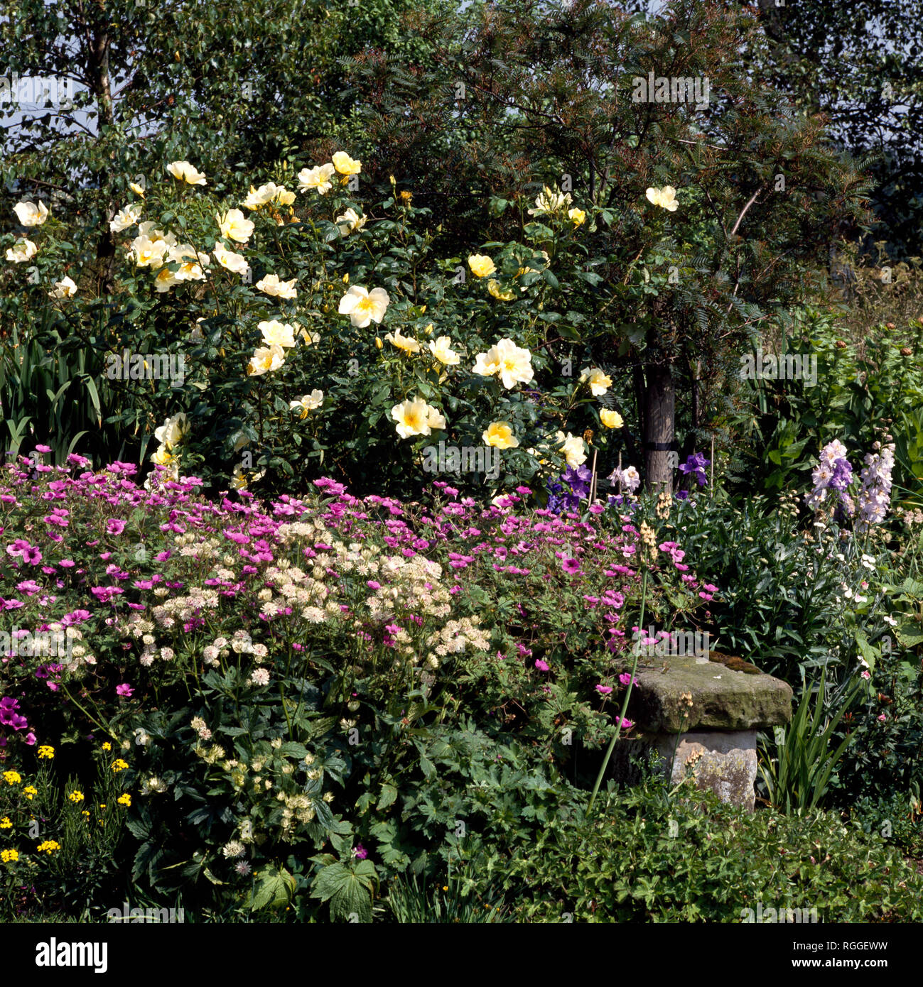 Roses geraniums uk hi-res stock photography and images - Alamy